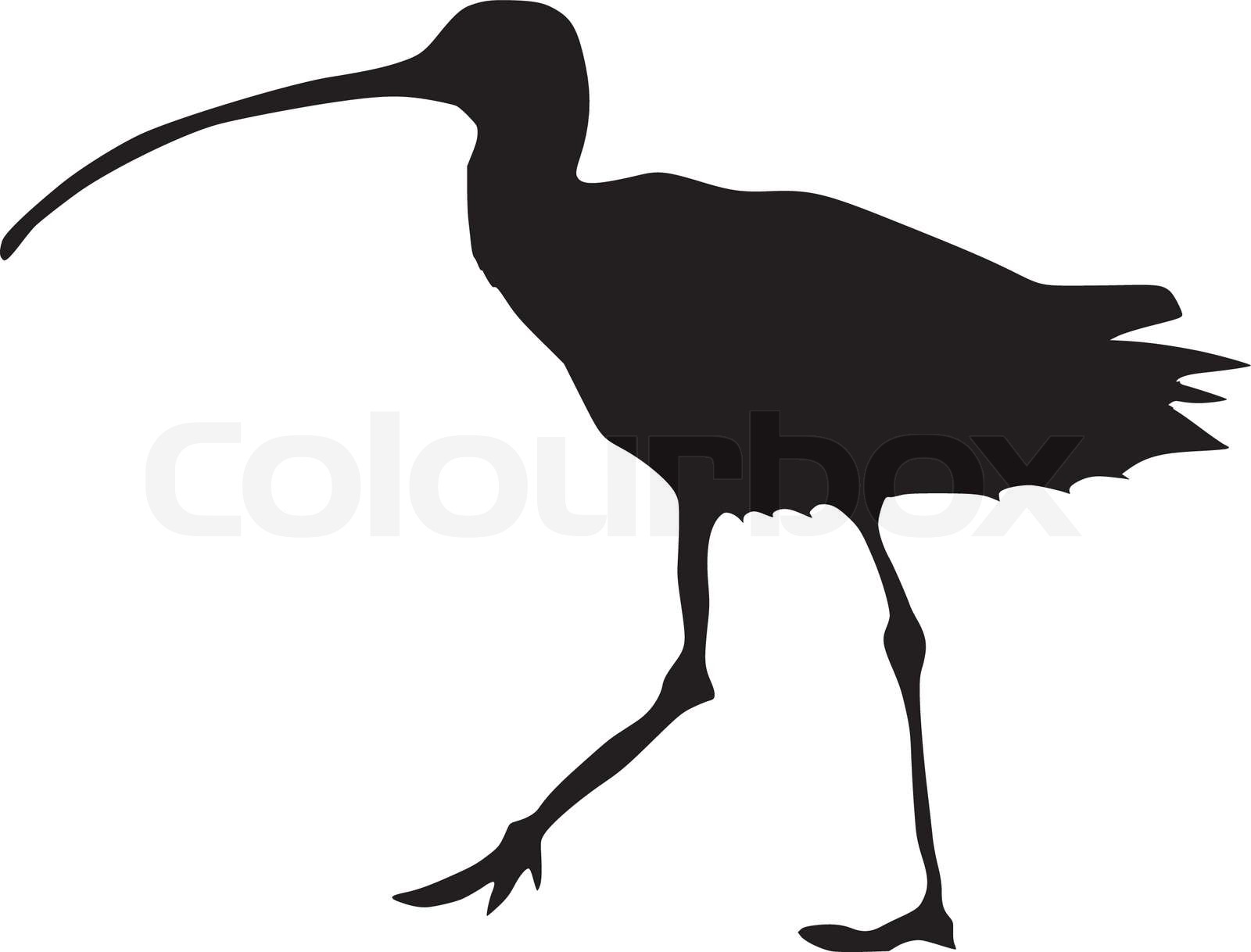 silhouette of curlew | Stock vector | Colourbox