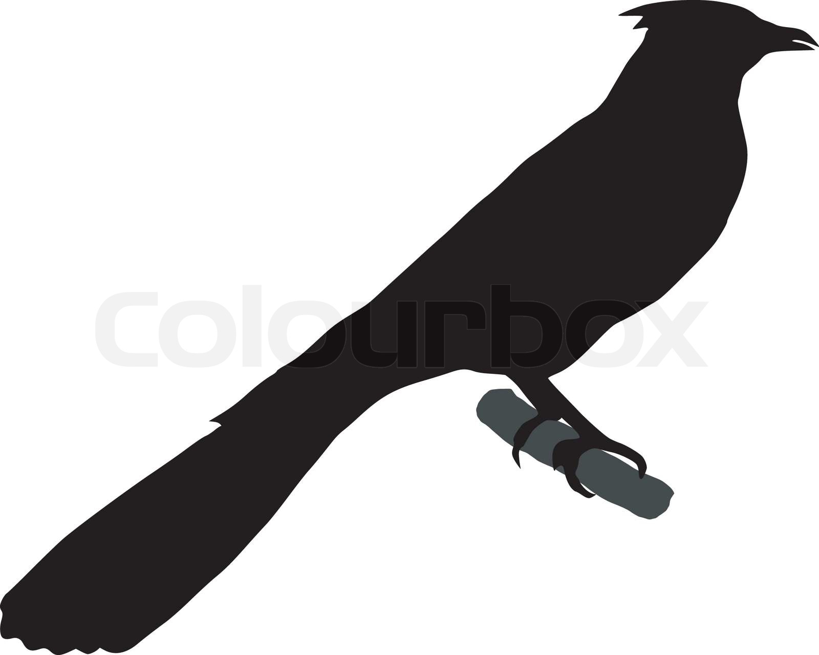 Kuckuck | Stock-Vektor | Colourbox