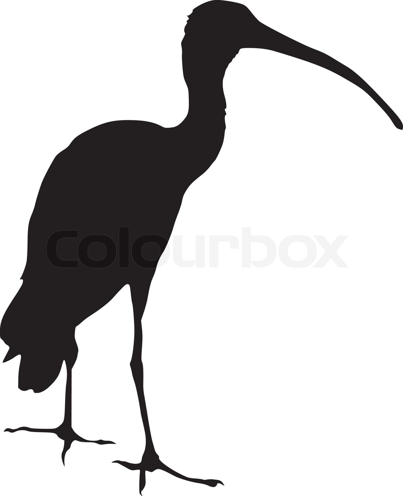 silhouette of ibis | Stock vector | Colourbox