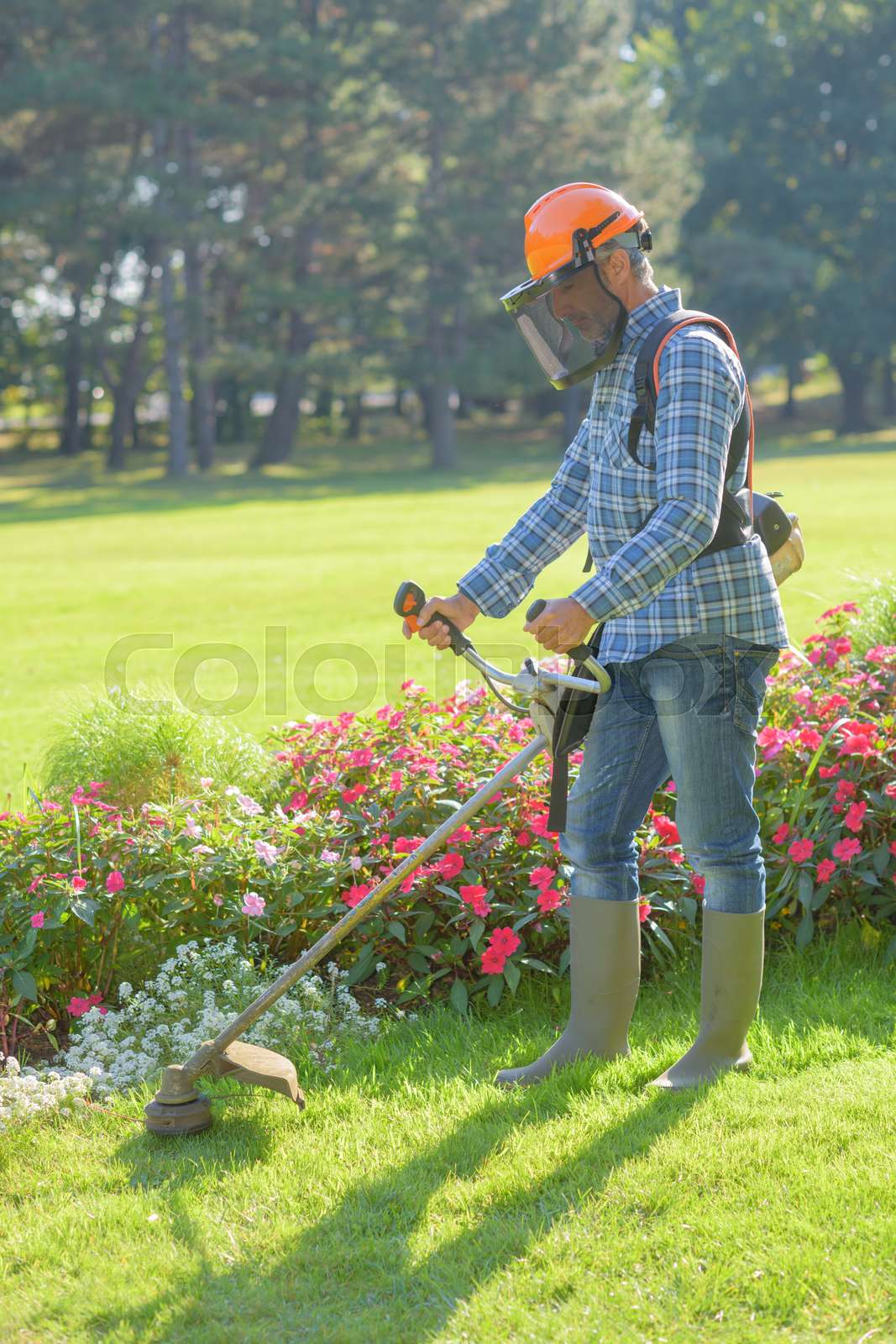 Man strimming grass | Stock image | Colourbox