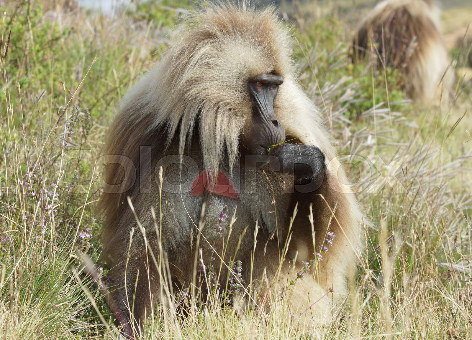 Gelada, Semien Mountains, Ethiopia, Africa | Stock image | Colourbox