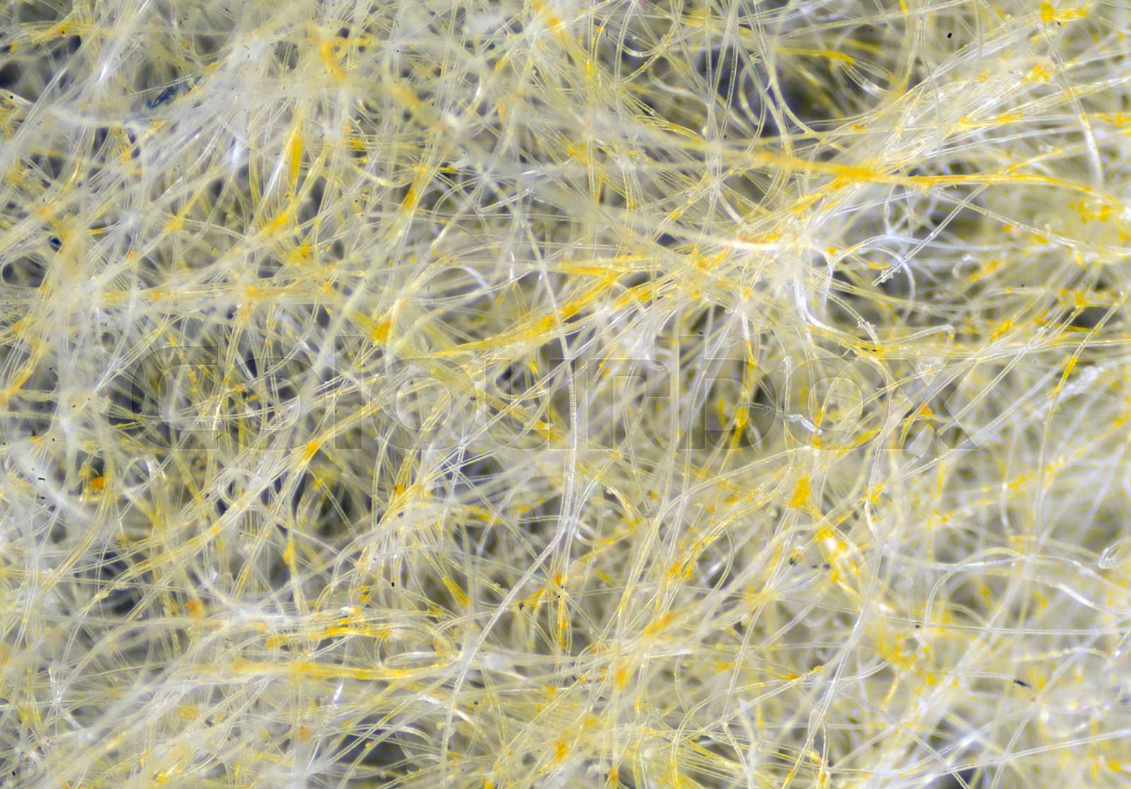 The Microscopic World. Fabric under the microscope. | Stock image ...