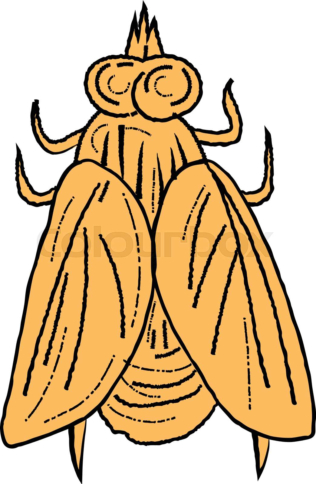 Fly Top View Drawing | Stock vector | Colourbox