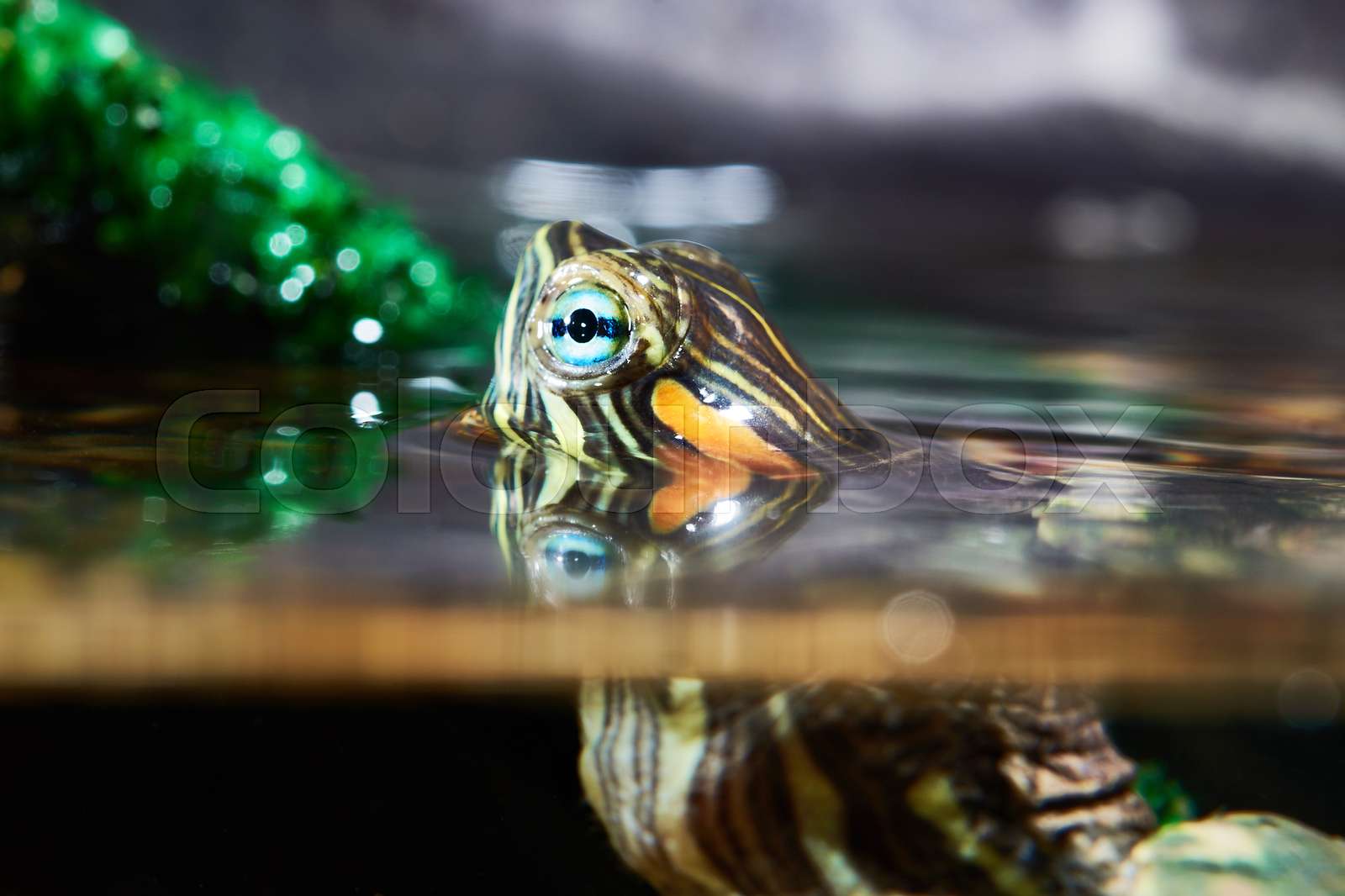 Small red-eared turtle | Stock image | Colourbox