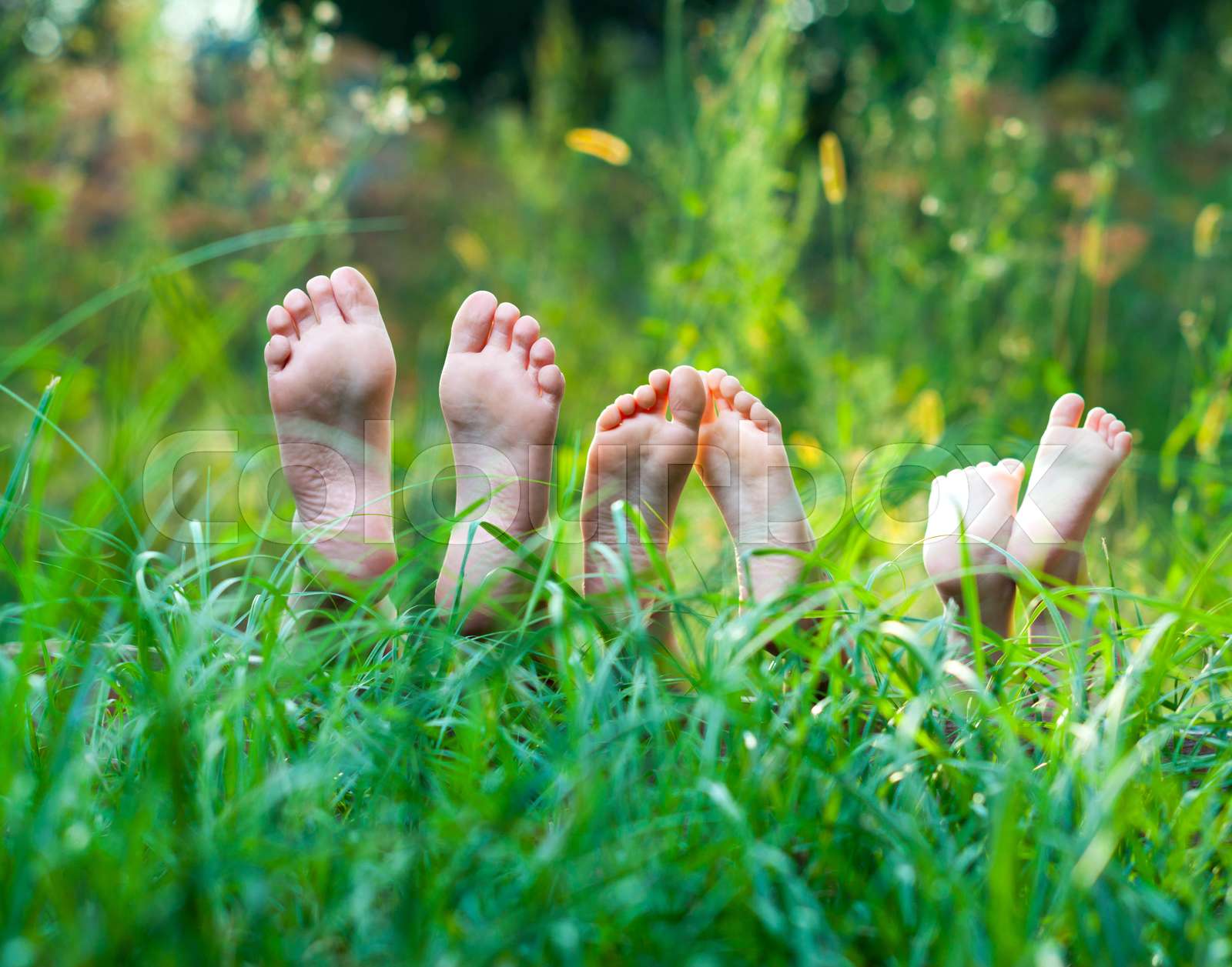 feet in grass | Stock image | Colourbox