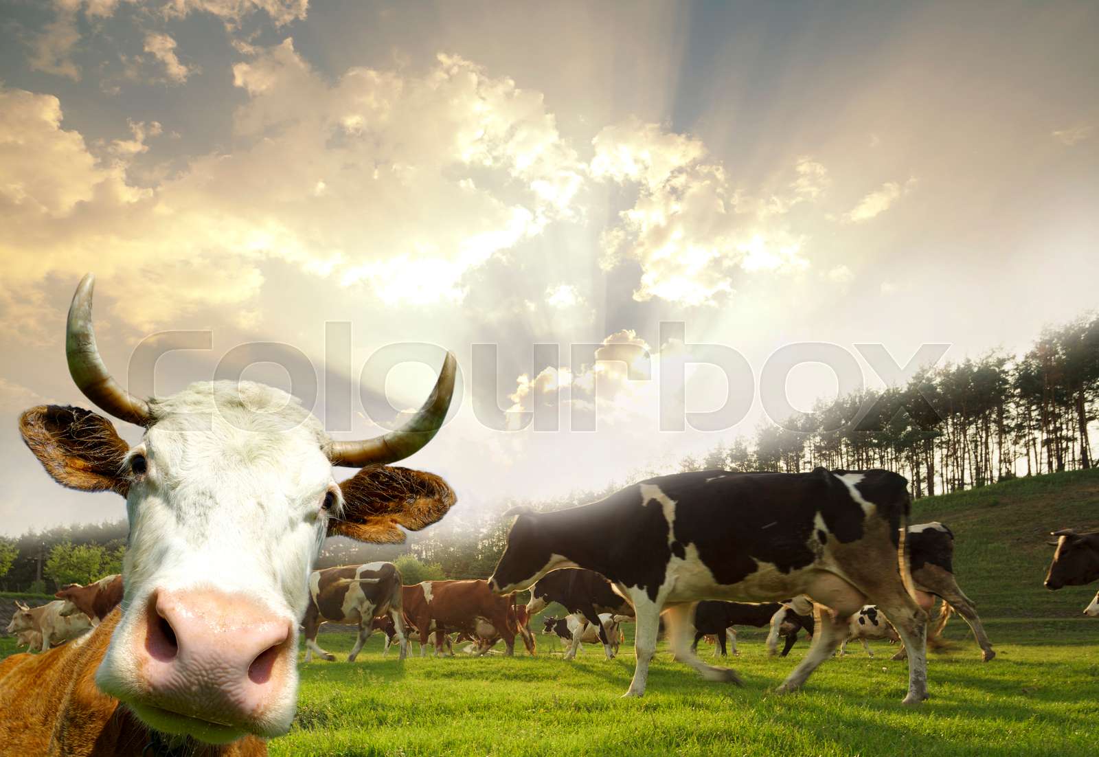 Brown Holstein cow | Stock image | Colourbox