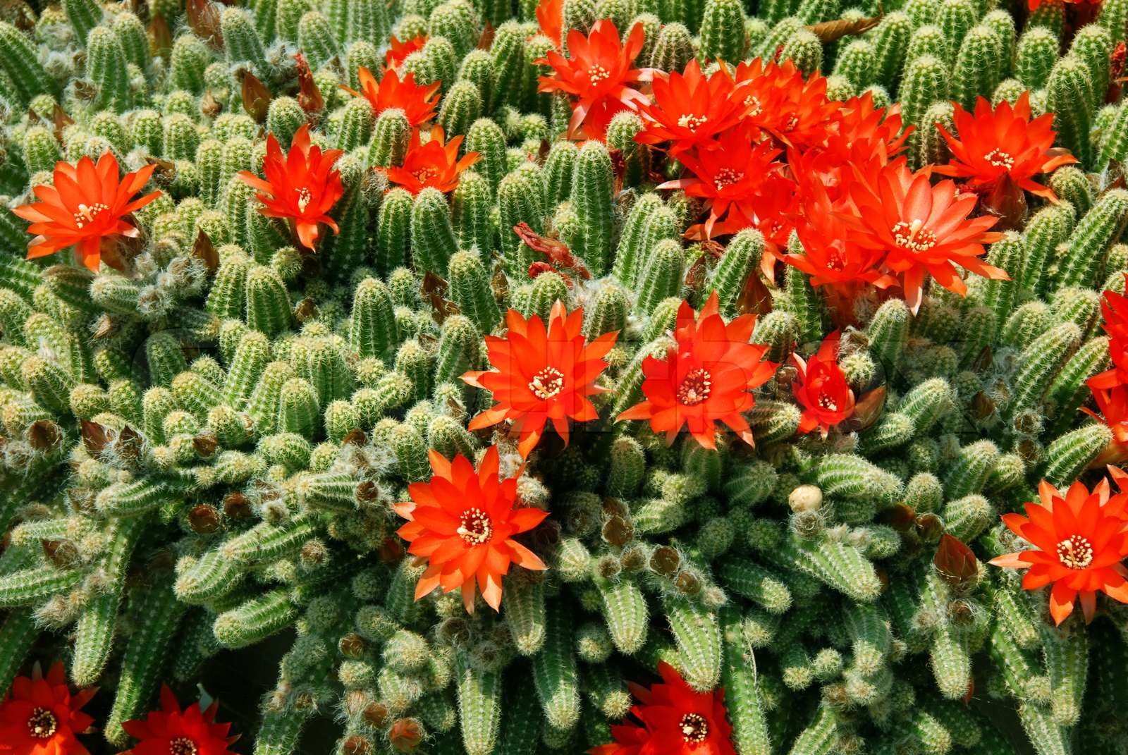 blooming flowers of Red Torch Cactus, Echinopsis huascha | Stock image ...