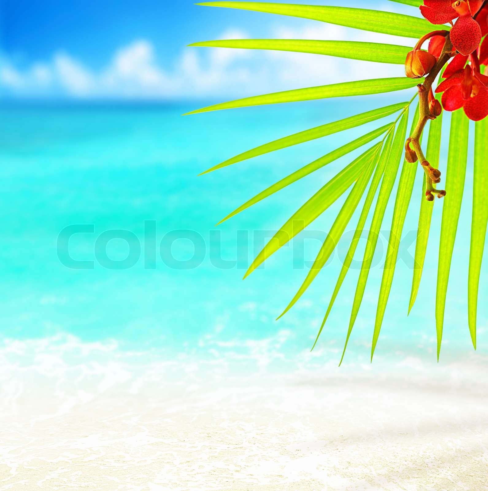 Selektiv fokusering på palme blade over fredelig tropisk strand ...