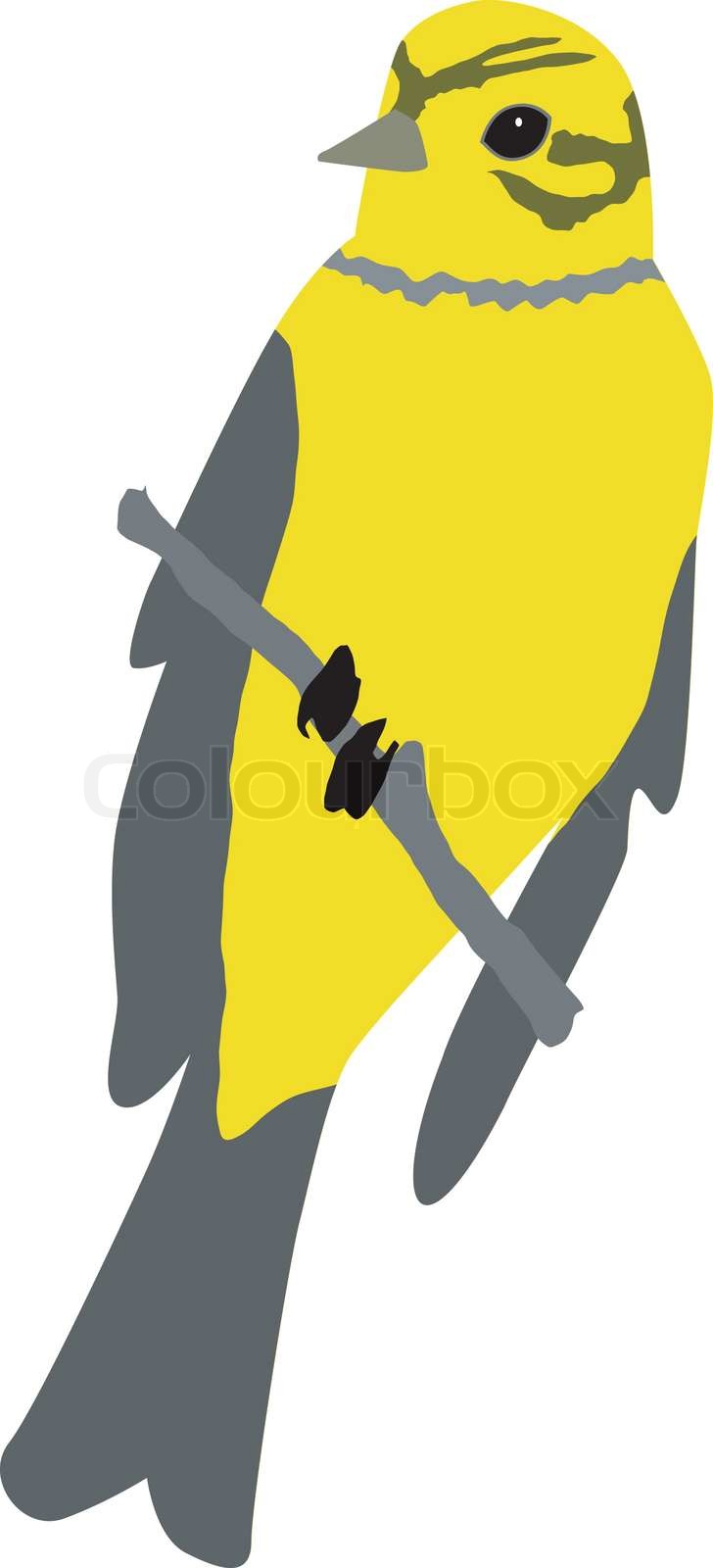 yellow hammer bird | Stock vector | Colourbox