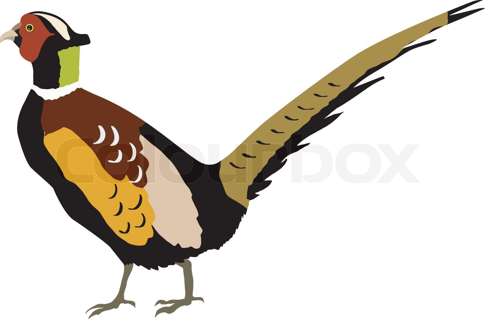 pheasant | Stock vector | Colourbox