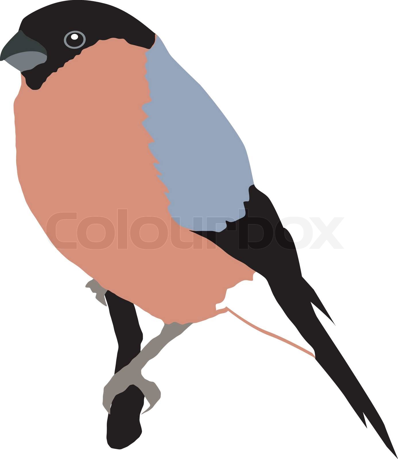 Gimpel | Stock-Vektor | Colourbox