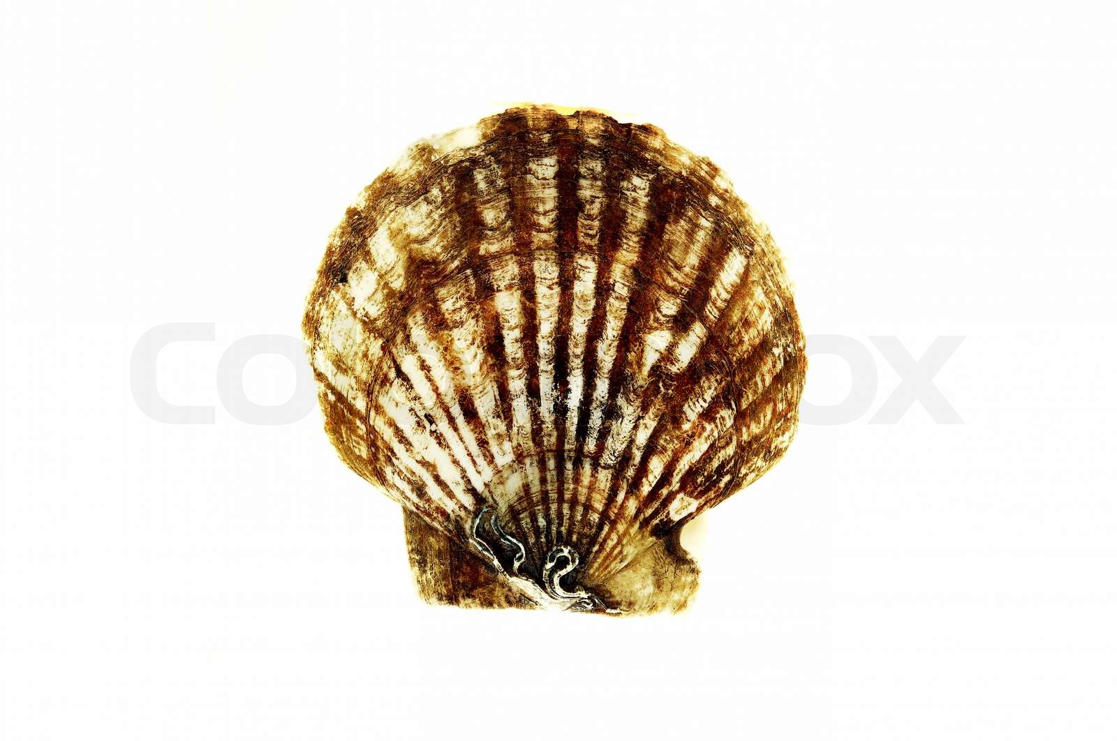 Tan Radial Seashell Isolated on White Background | Stock image | Colourbox