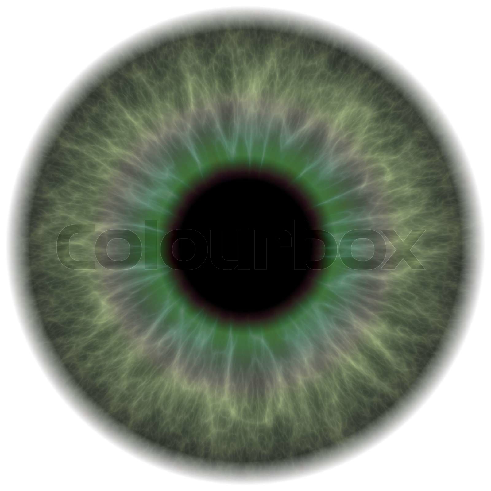 A highly detailed iris section of the human eyeThis works great for eye ...