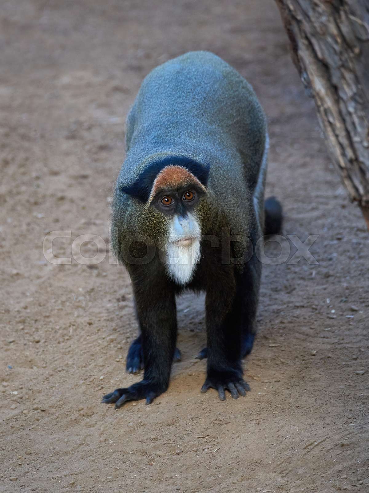 De Brazzas monkey (Cercopithecus neglectus) | Stock image | Colourbox