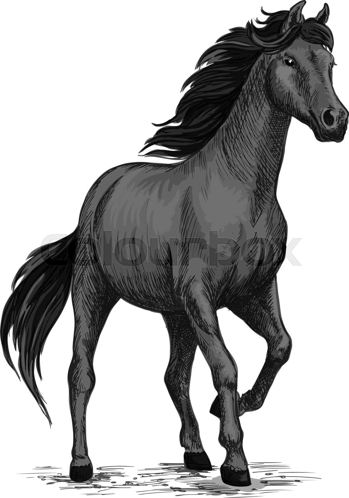 Gray horse with stomping hoof | Stock vector | Colourbox