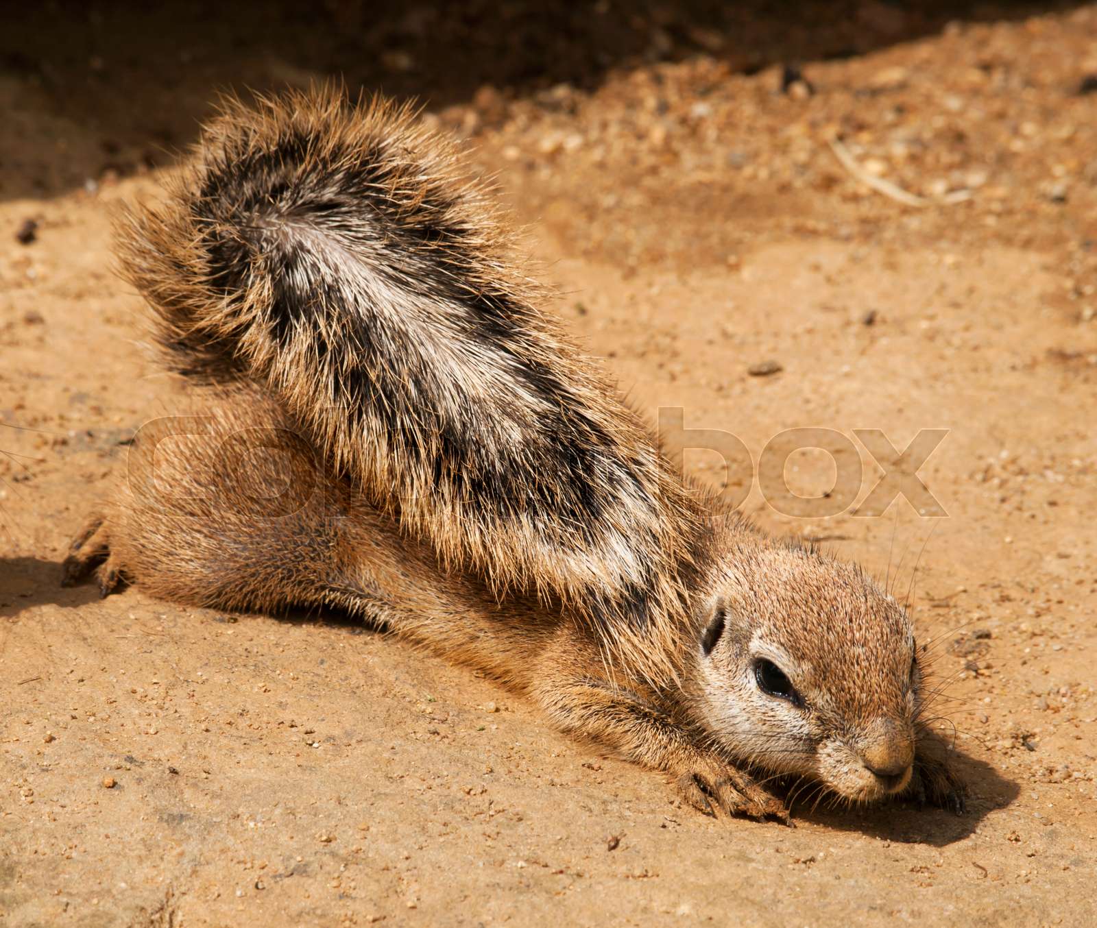 Lying South African ground squirrel - Xerus inauris | Stock image ...