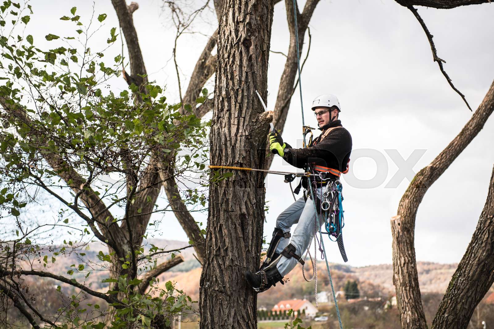 Lumberjack with saw and harness pruning a tree. | Stock image | Colourbox