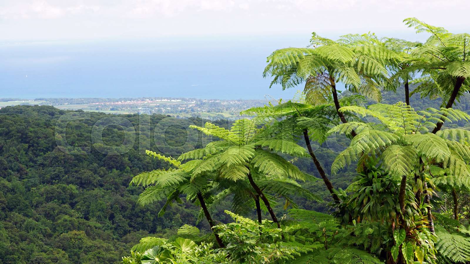 Rainforest, Guadeloupe, Caribbean | Stock image | Colourbox