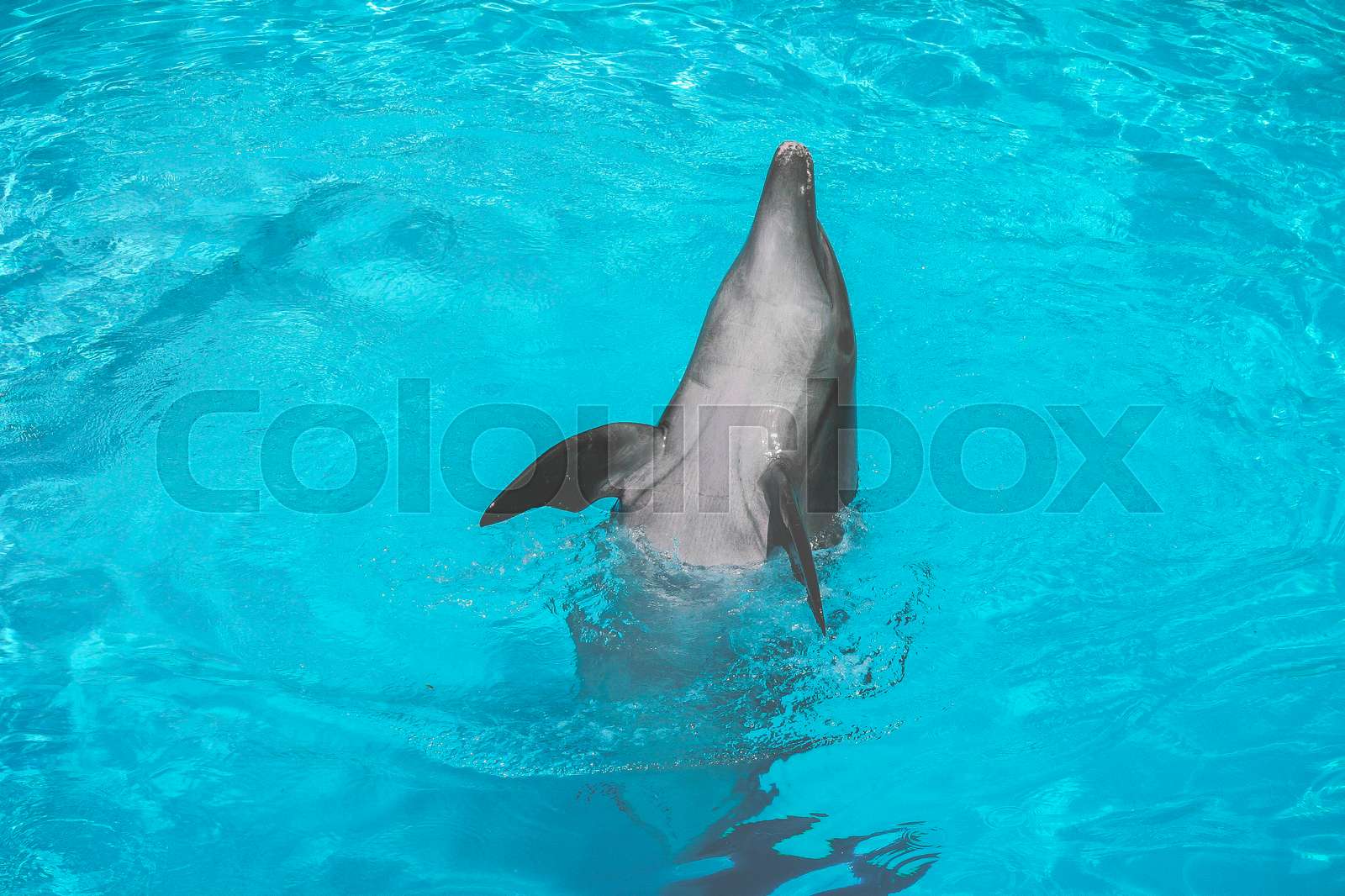 dolphins swim in the pool | Stock image | Colourbox