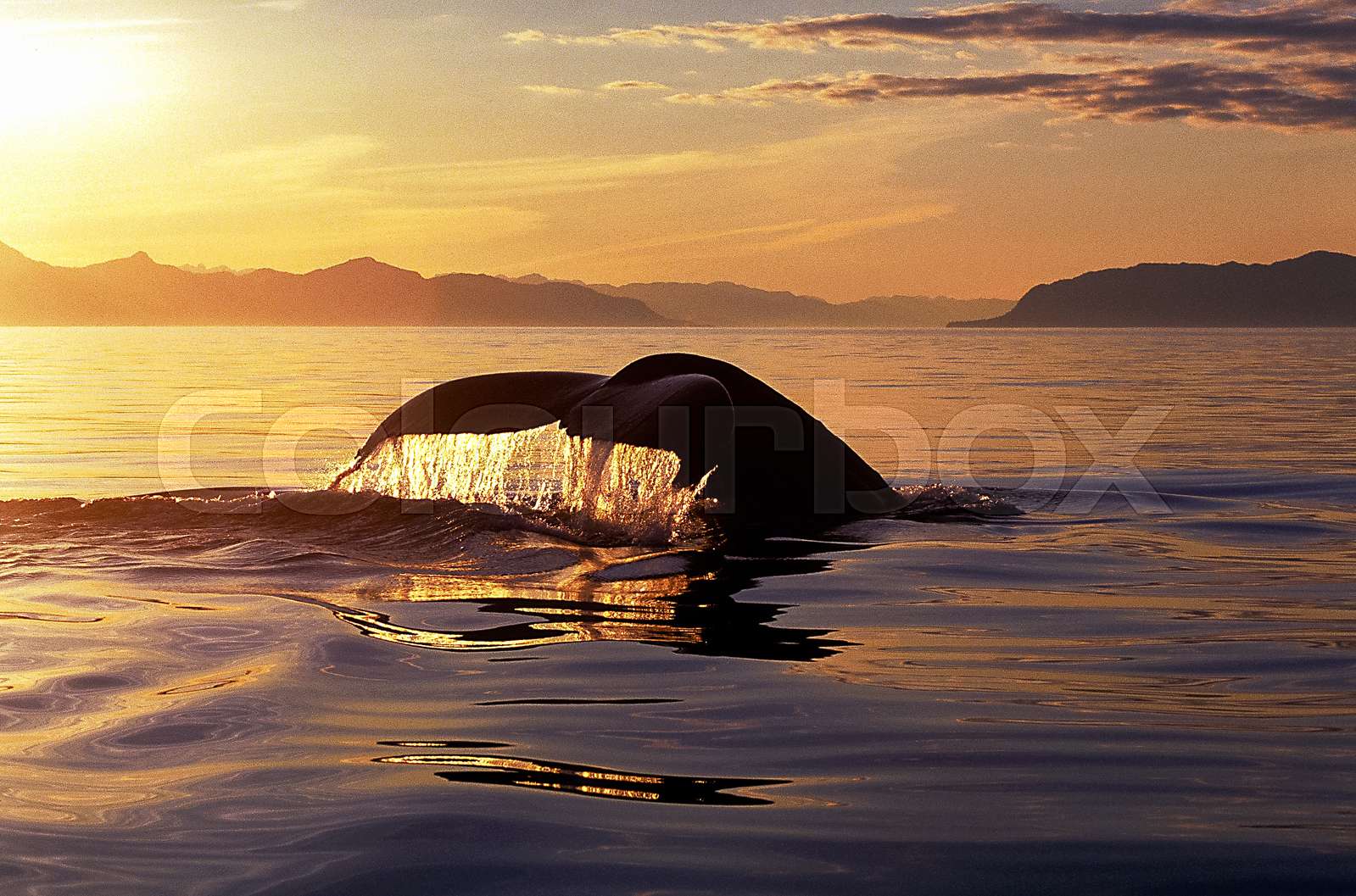 Humpback Whale Tail With Golden Light Stock Image Colourbox