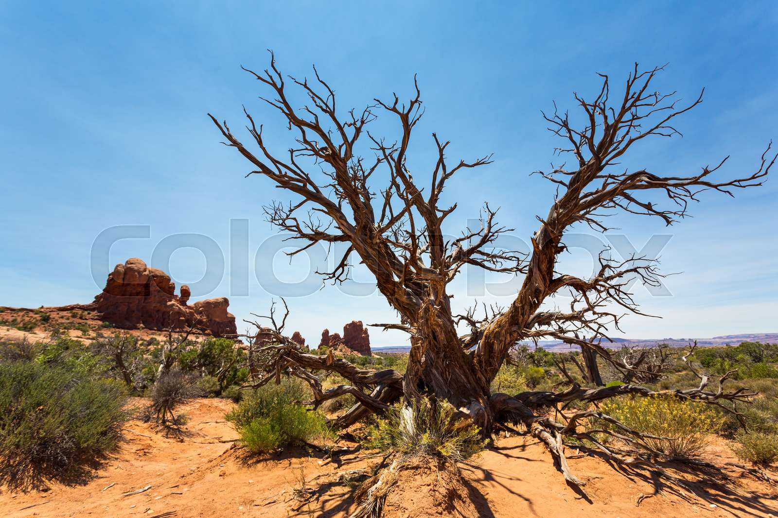 Dry tree in desert valley. | Stock image | Colourbox