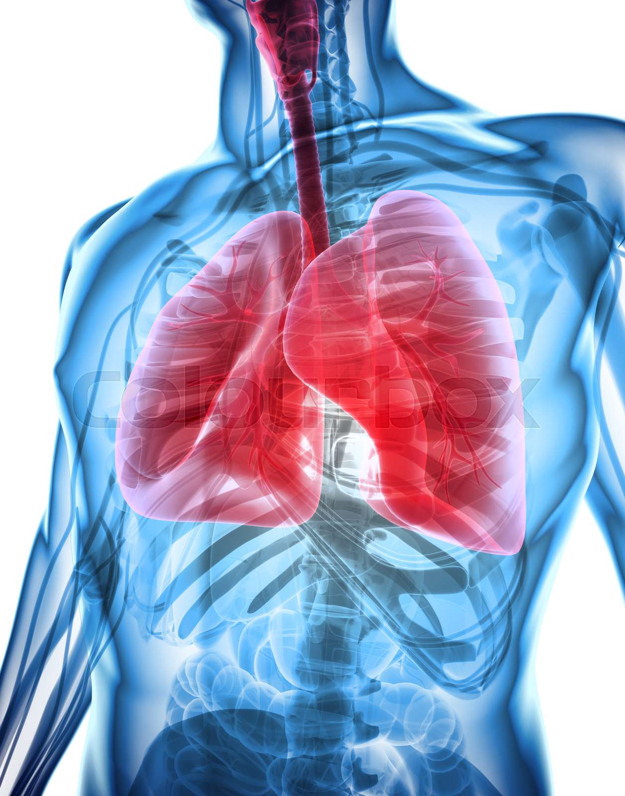 lunger, biologisk, indre | Stock foto | Colourbox