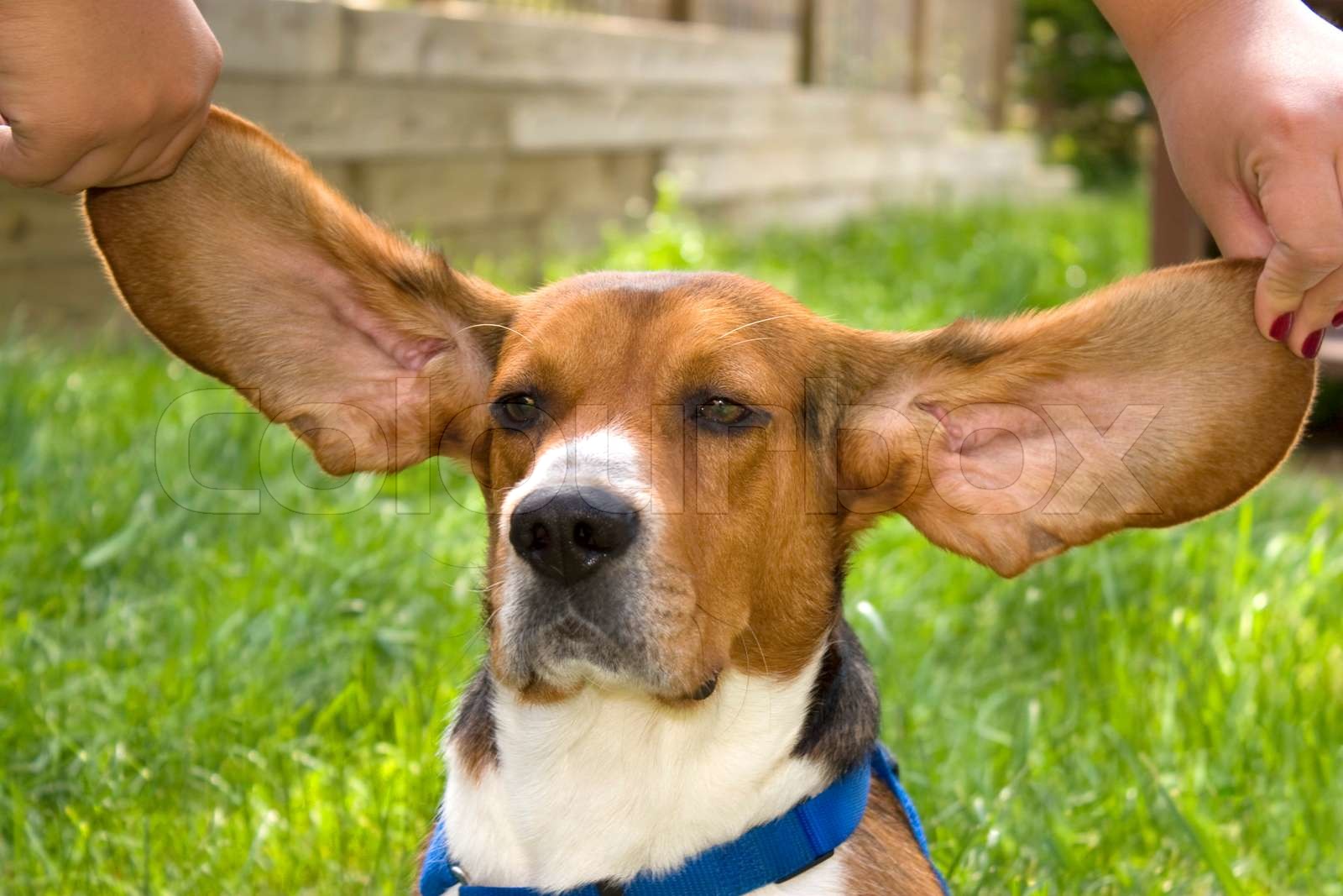 A cute young beagle puppy with huge floopy ears | Stock image | Colourbox