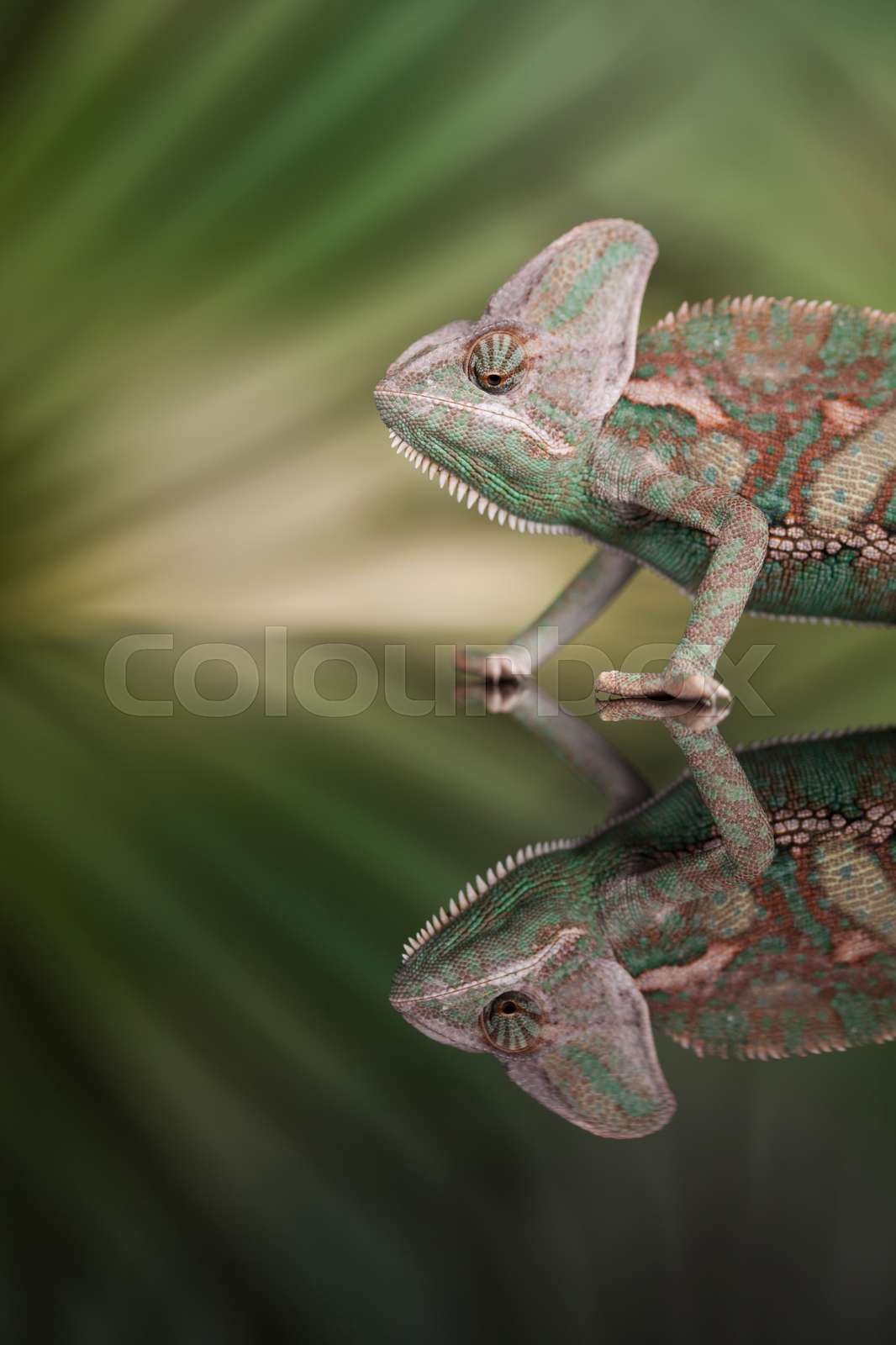 Animal, Chameleon lizard | Stock image | Colourbox
