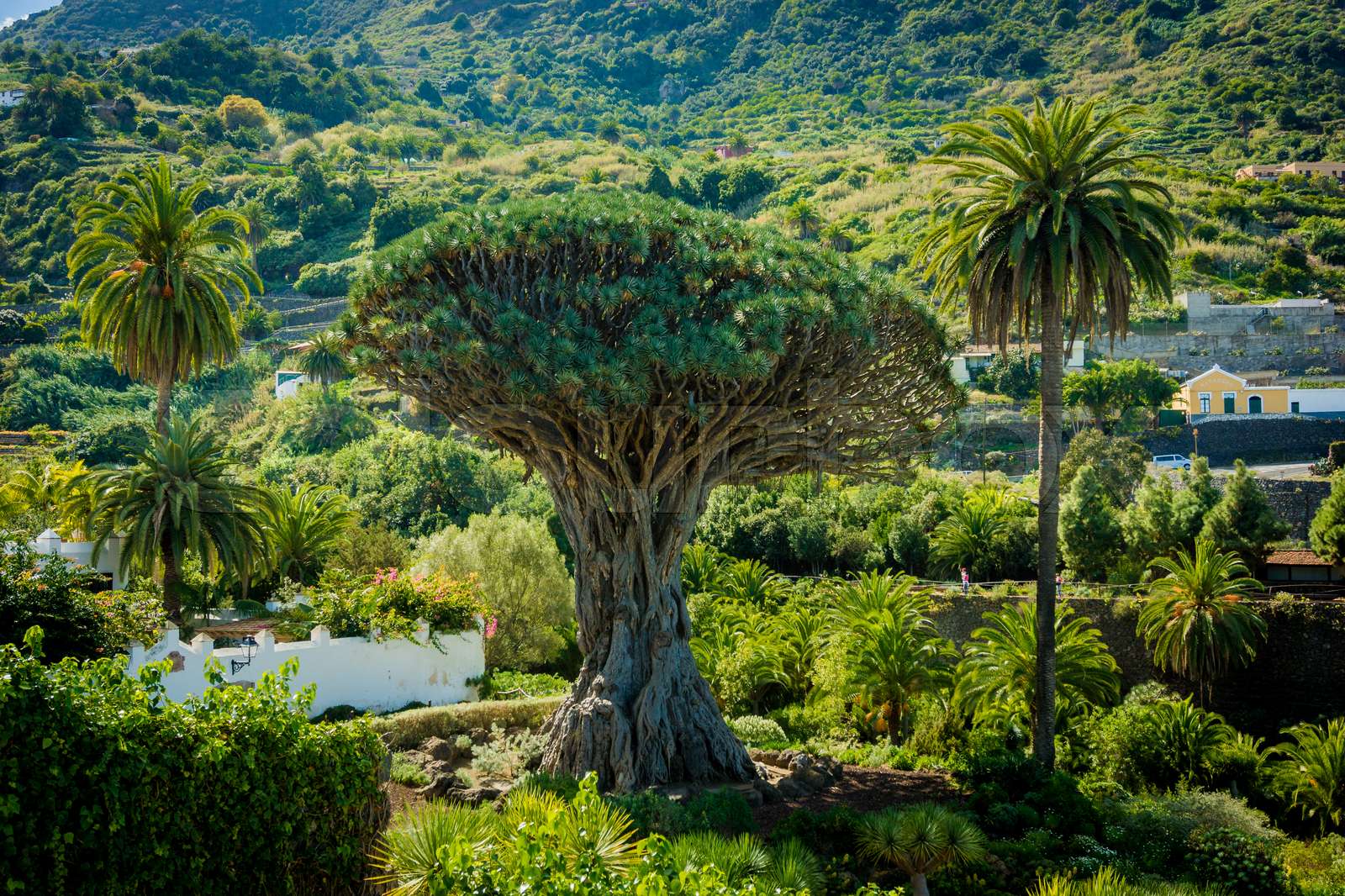 Millennial Drago tree. Tenerife Island. Famous 1000 years old dragon ...