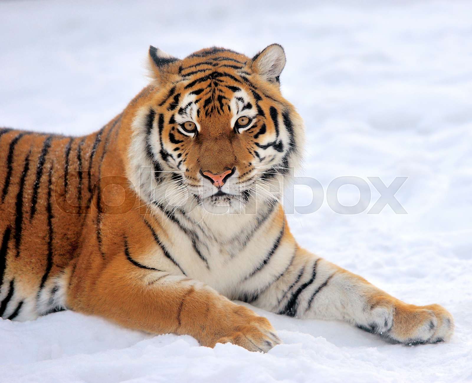 Tiger in winter | Stock image | Colourbox