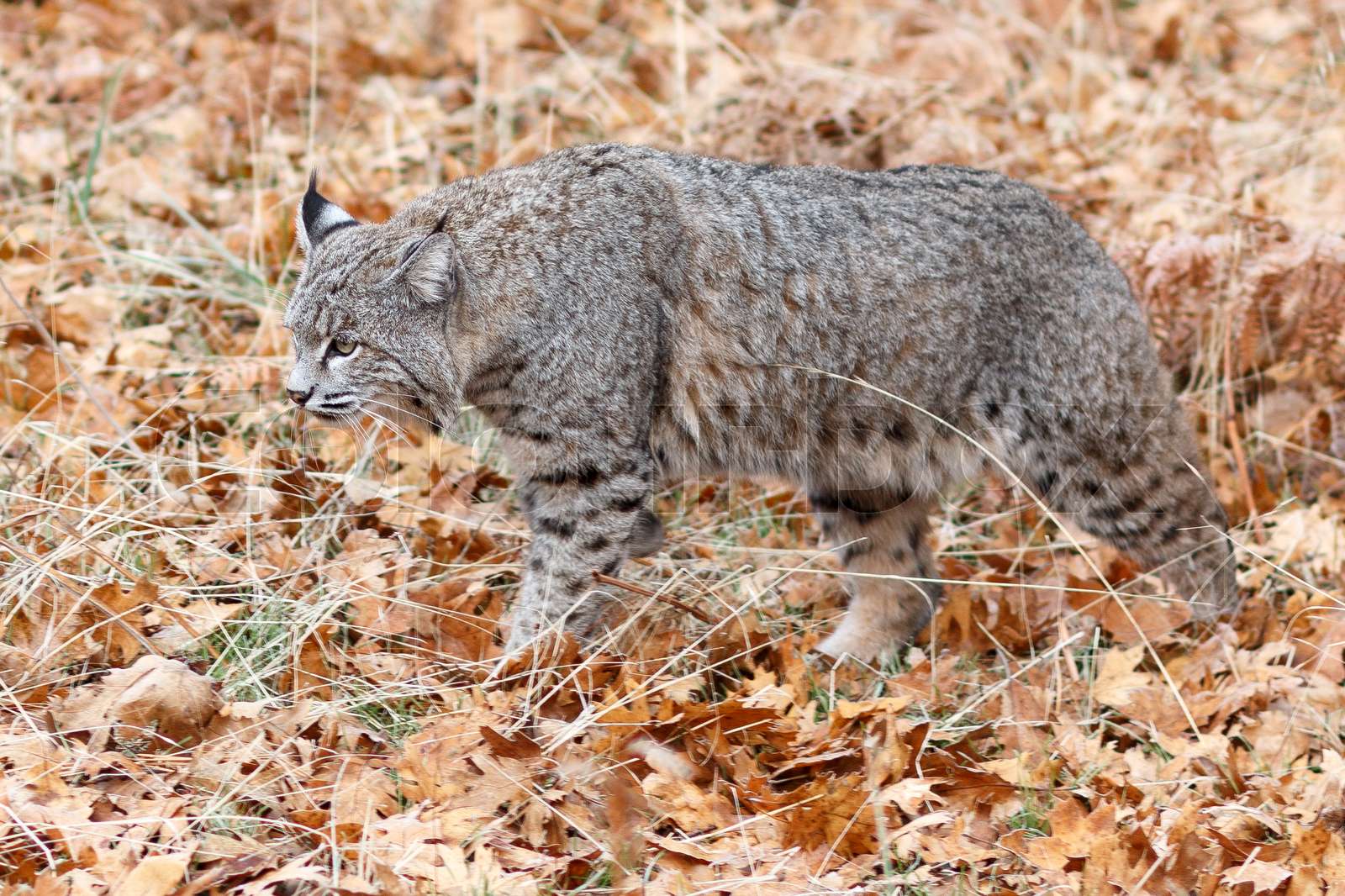 Bobcat hunting in Yosemite | Stock image | Colourbox