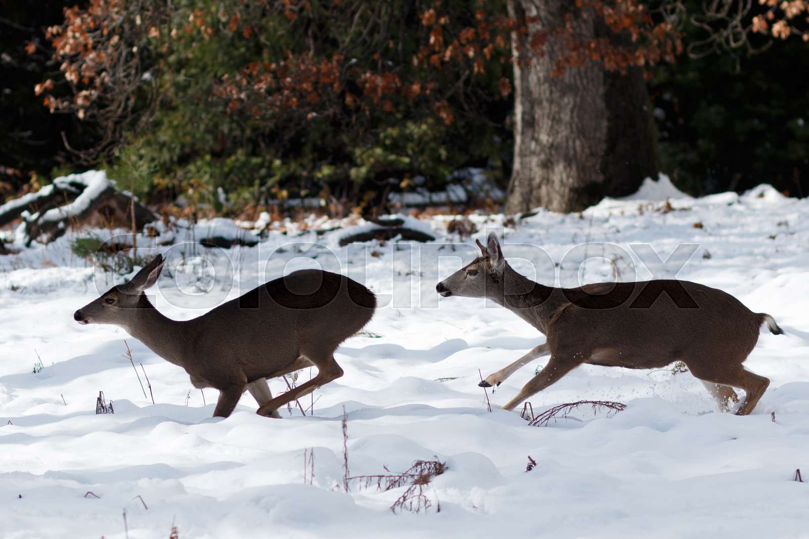 Mule deer running in snow | Stock image | Colourbox