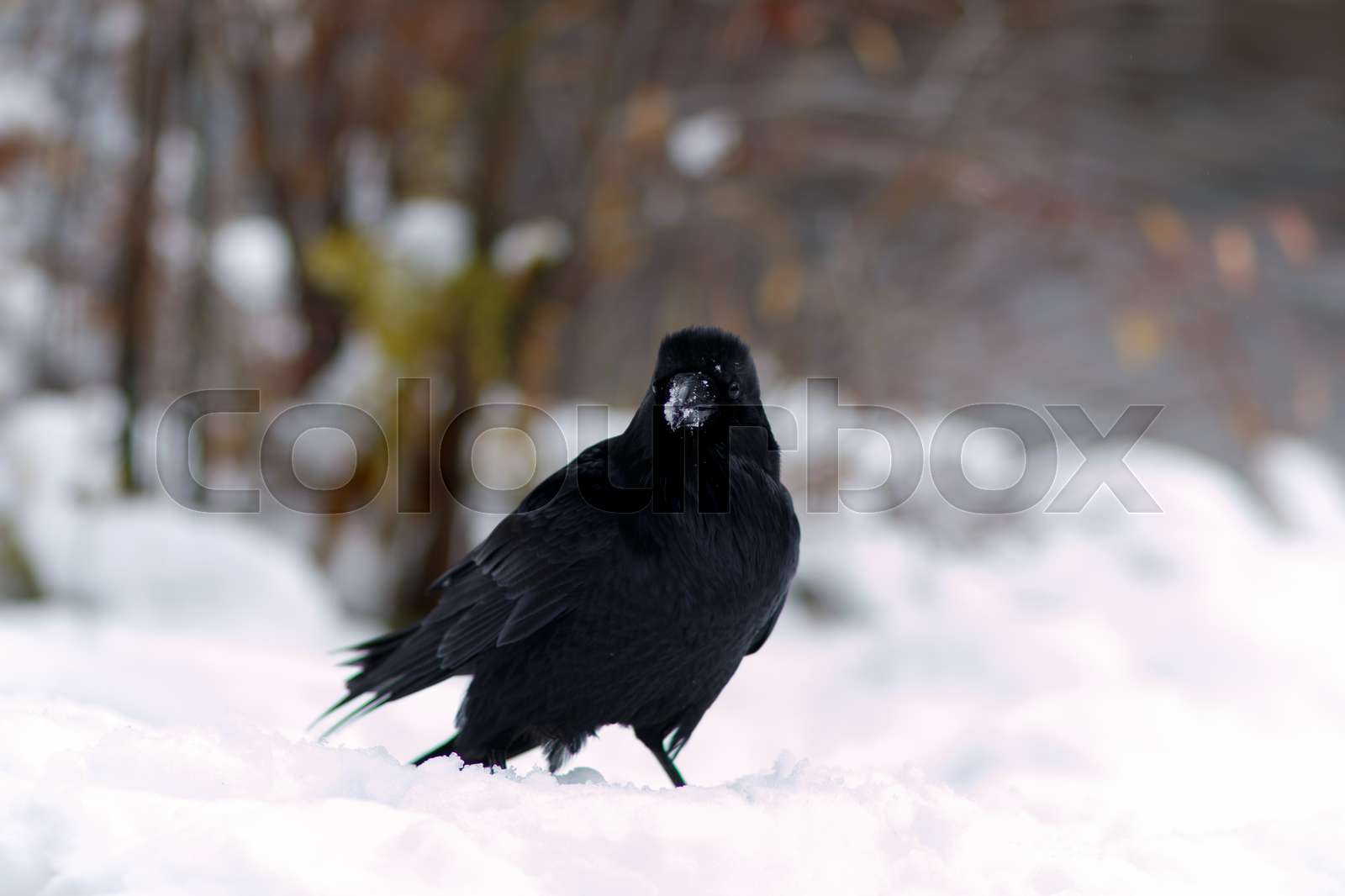 Raven with snow on his beak | Stock image | Colourbox