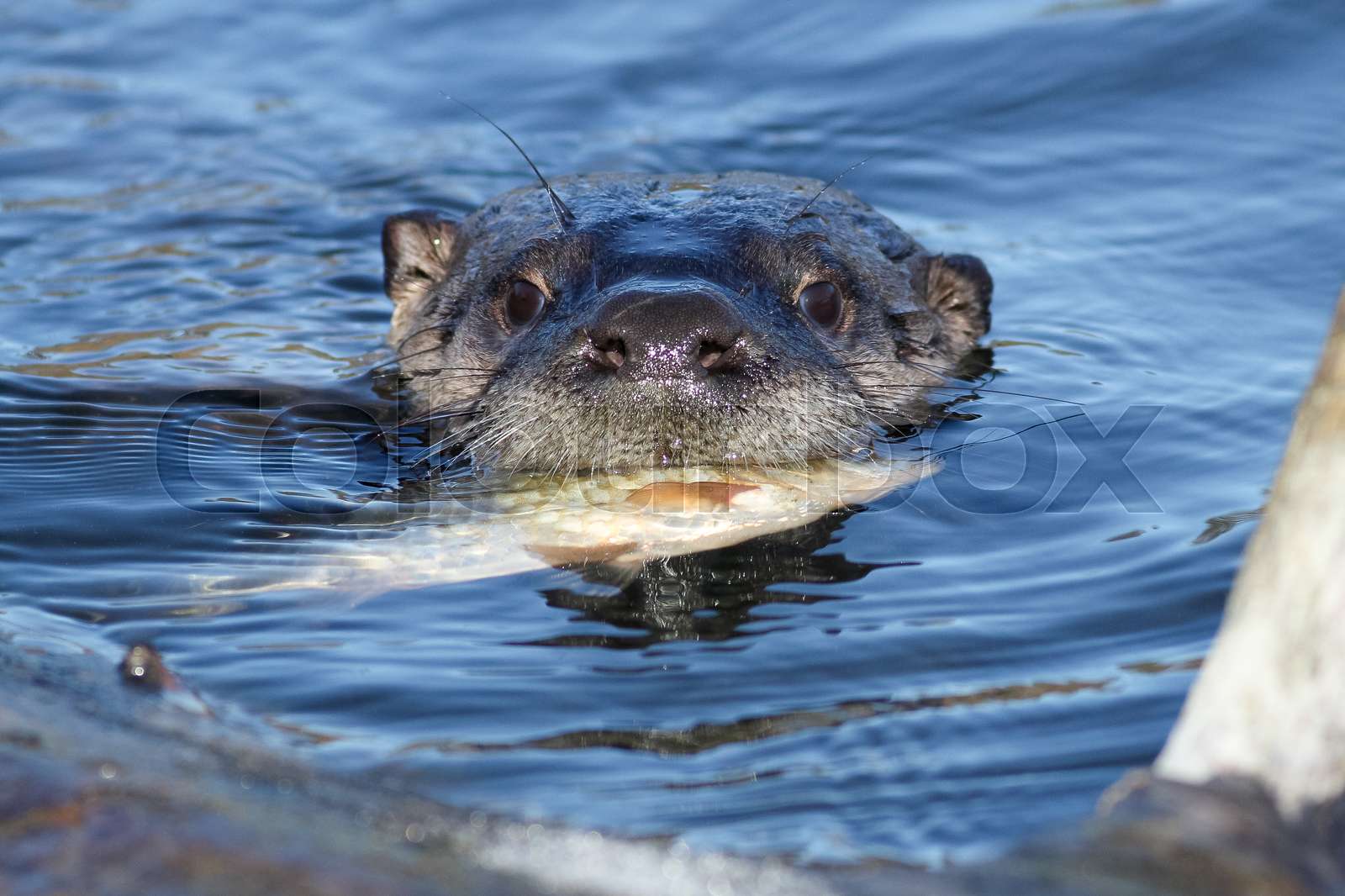 North American river otter eating fish | Stock image | Colourbox