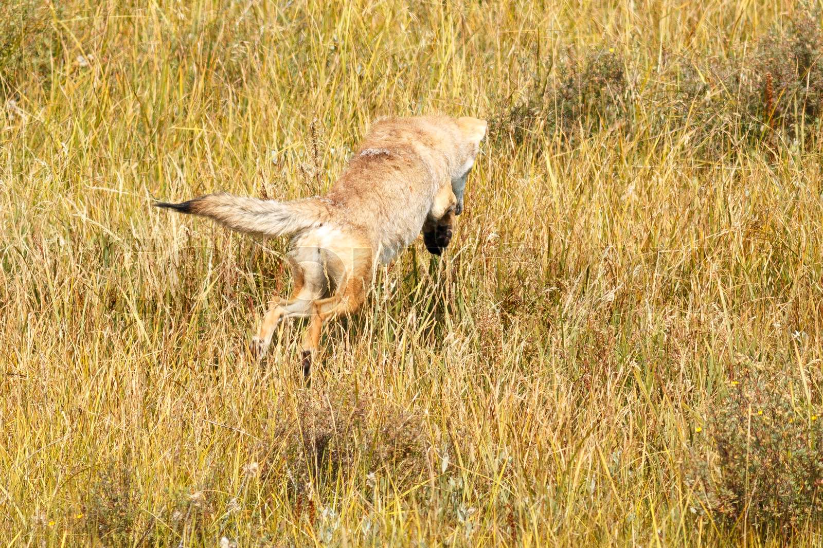 Coyote jumping and hunting | Stock image | Colourbox