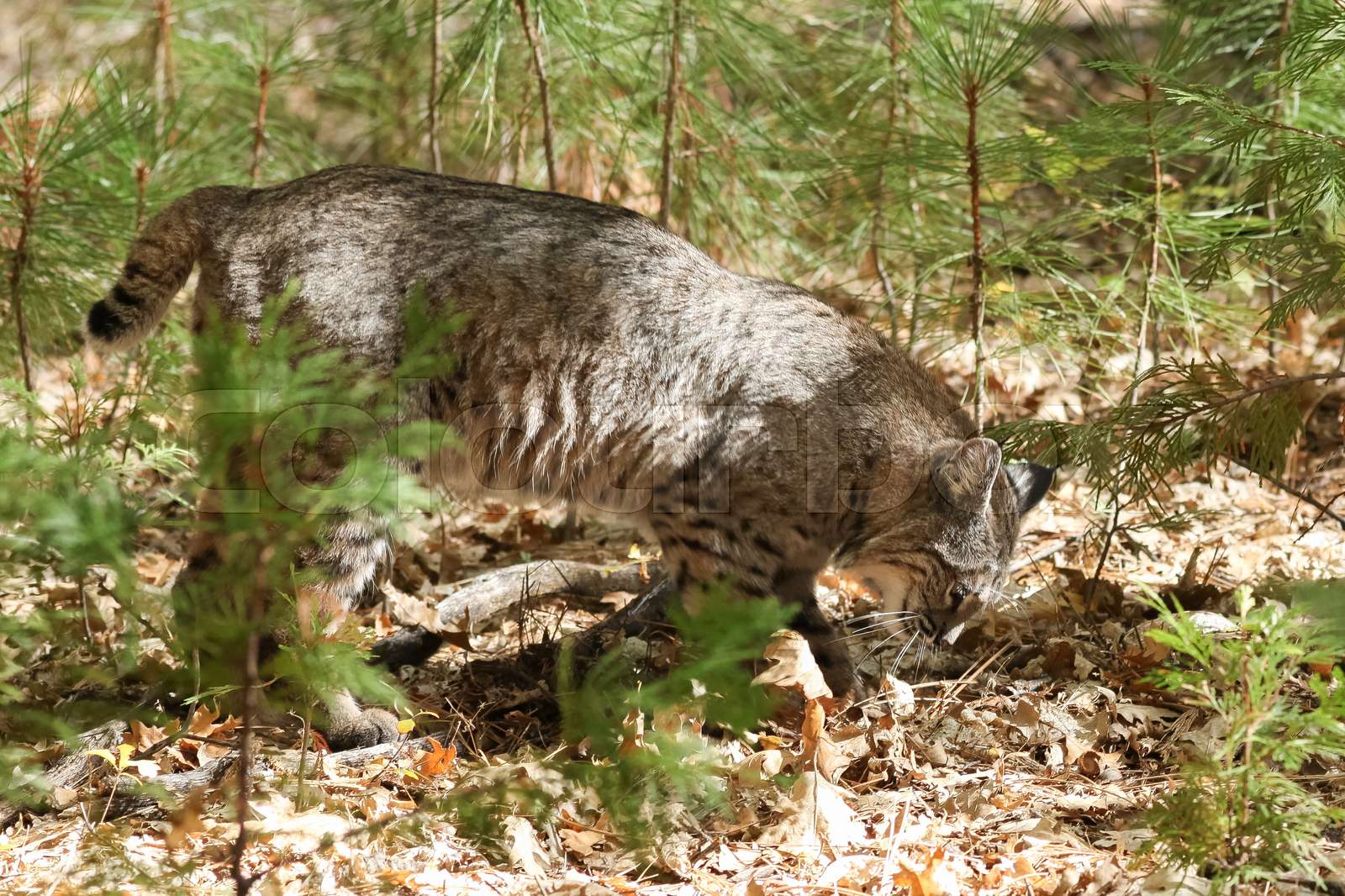 Bobcat hunting in Yosemite | Stock image | Colourbox