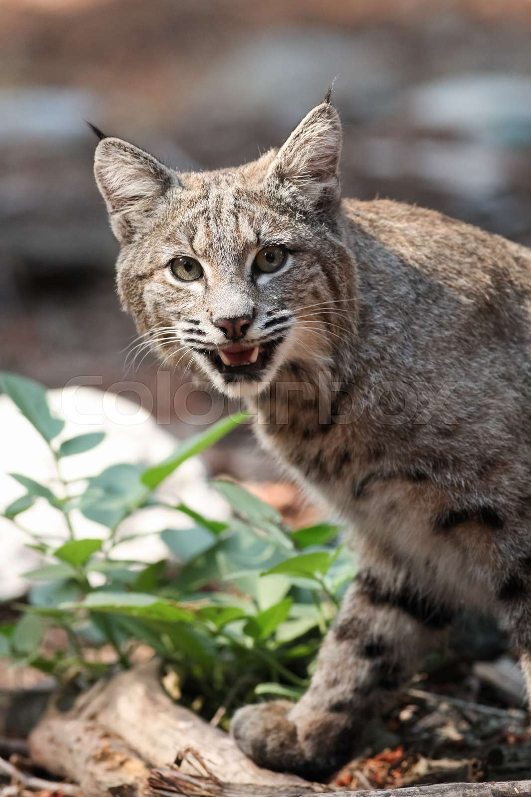 Bobcat hunting in Yosemite | Stock image | Colourbox