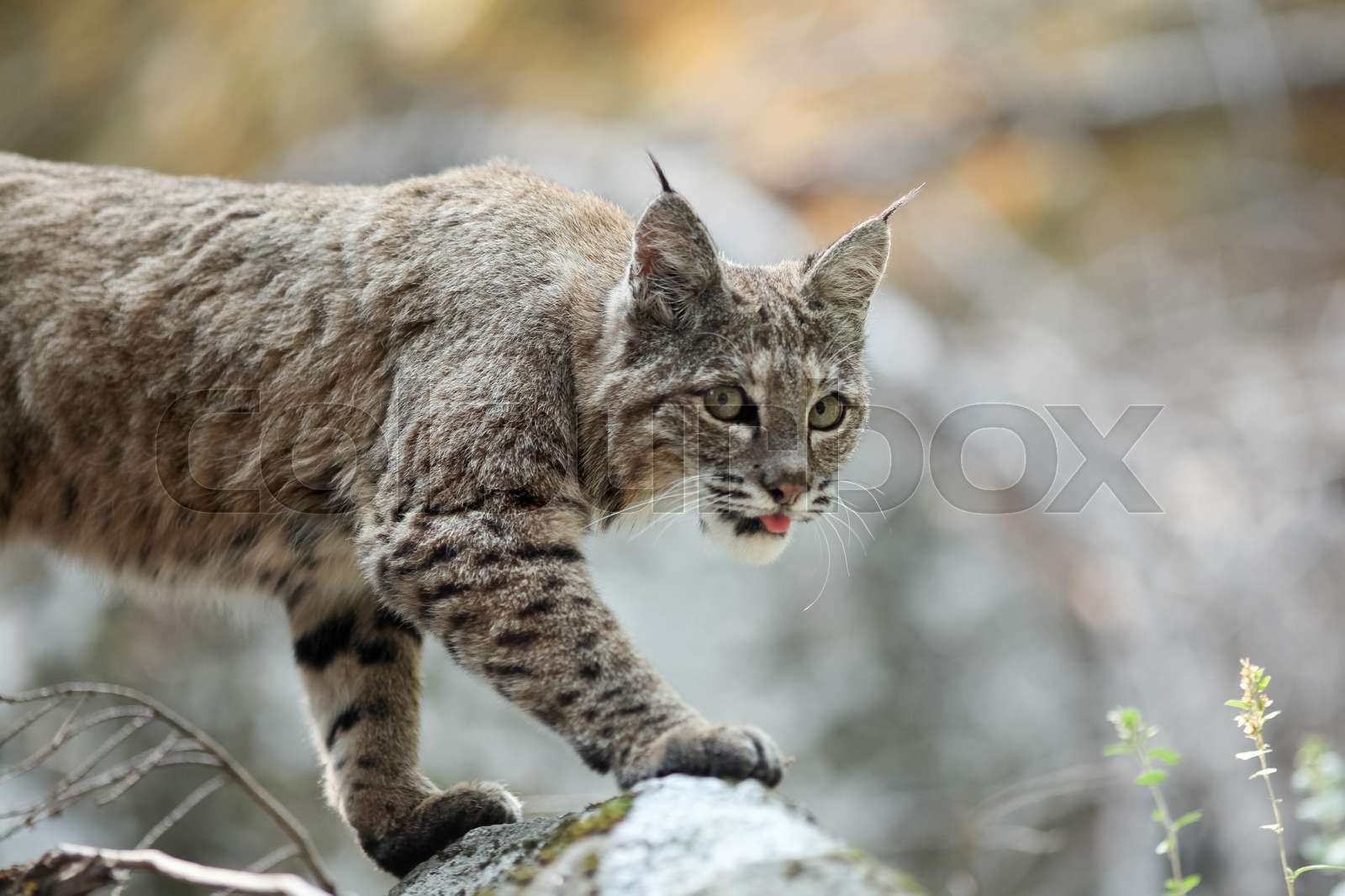 Bobcat hunting in Yosemite | Stock image | Colourbox