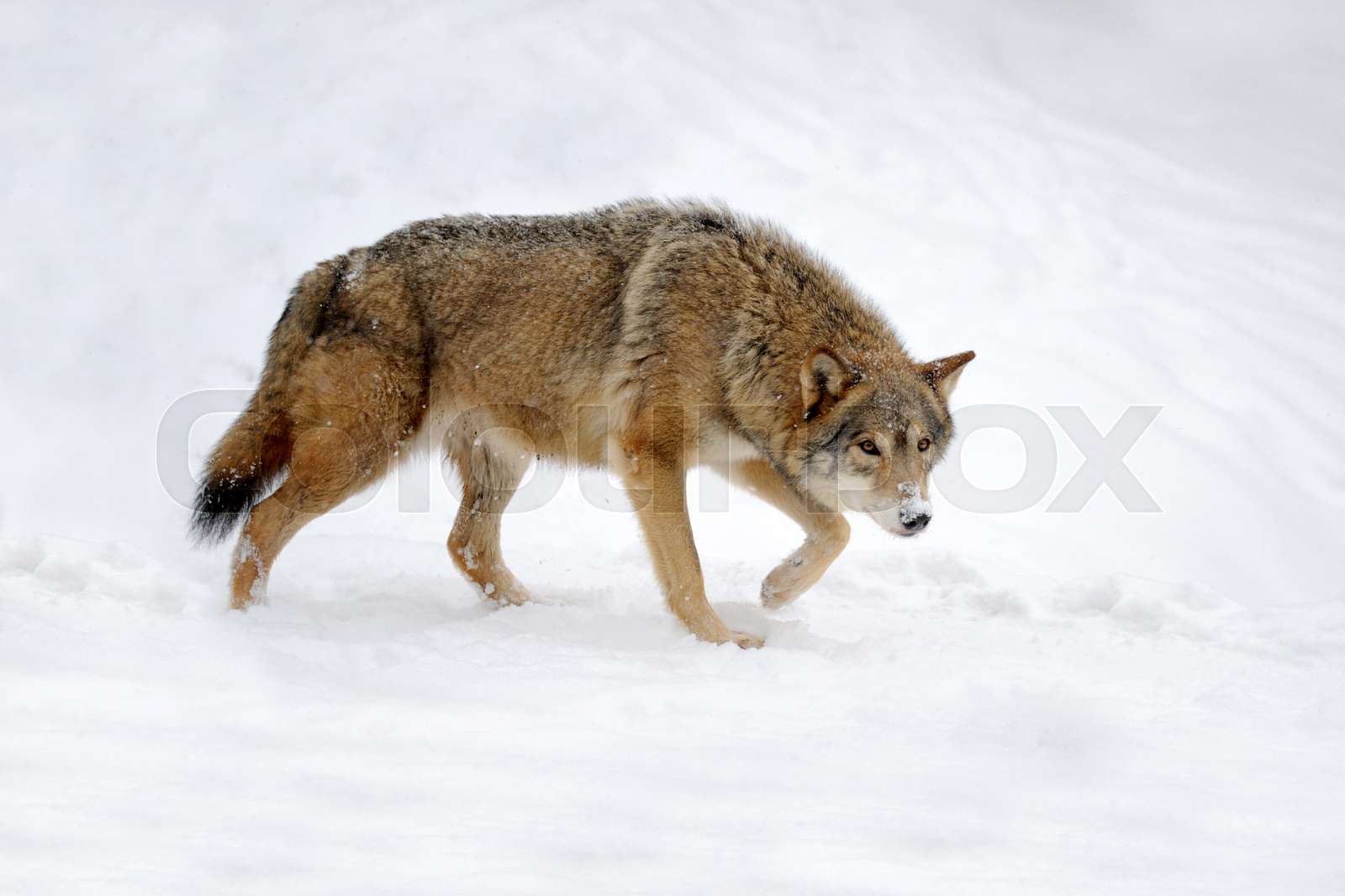 Wolf | Stock image | Colourbox