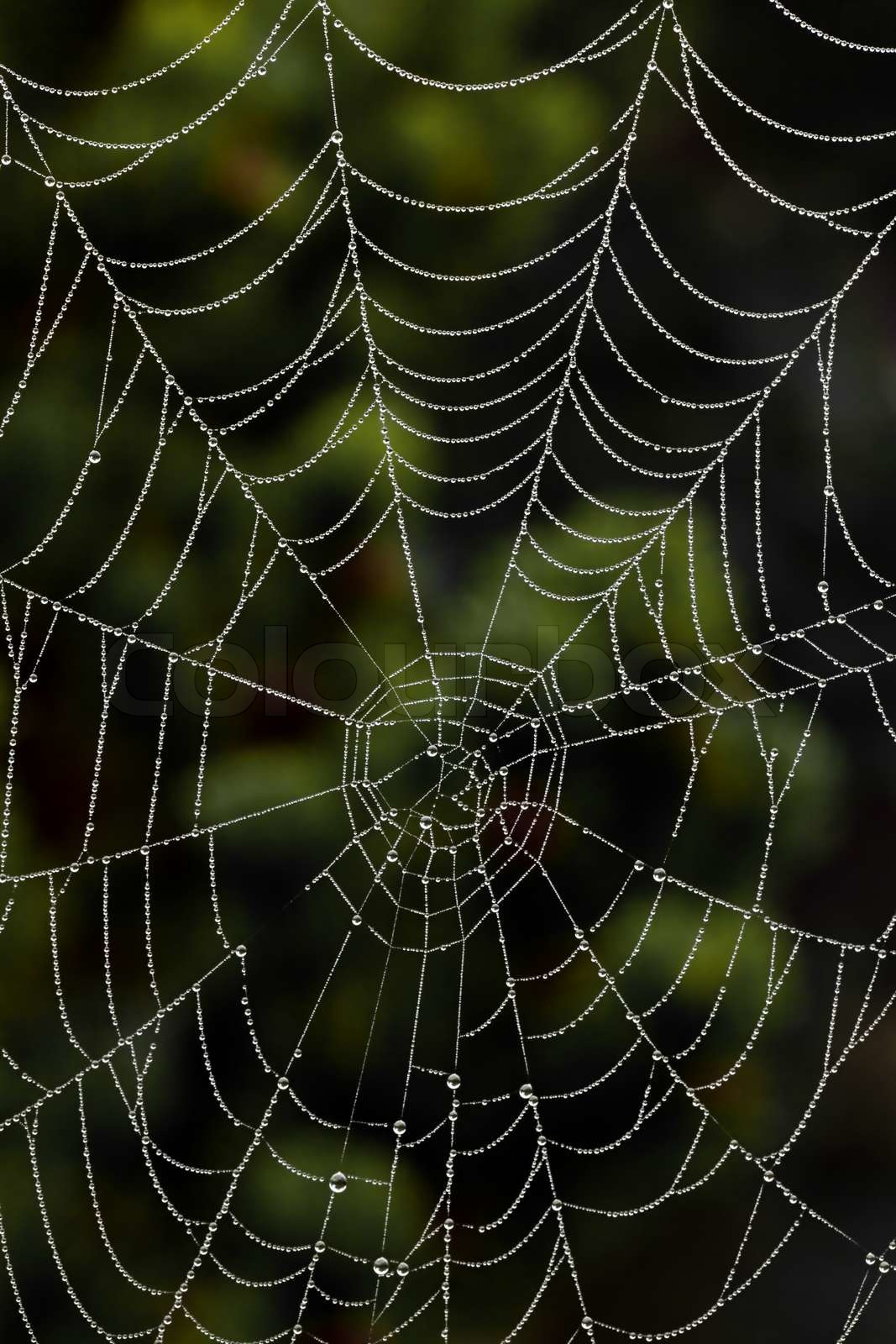 Das Spinnennetz von einer Spinne im Morgentau Photo Symbol für Netzwerk ...