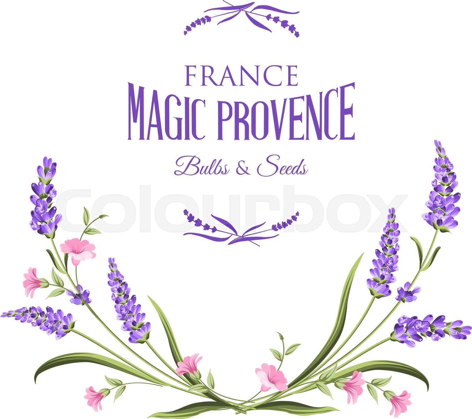 Lavender sign label. | Stock vector | Colourbox
