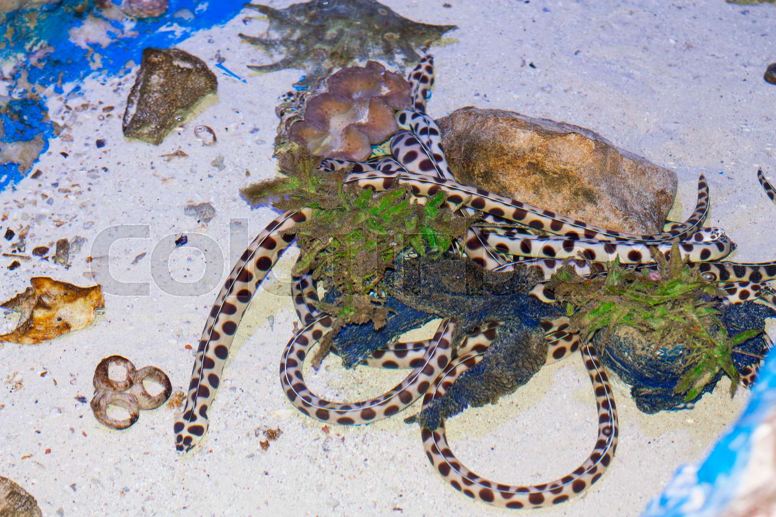Spotted snake eel in red sea photo | Stock image | Colourbox
