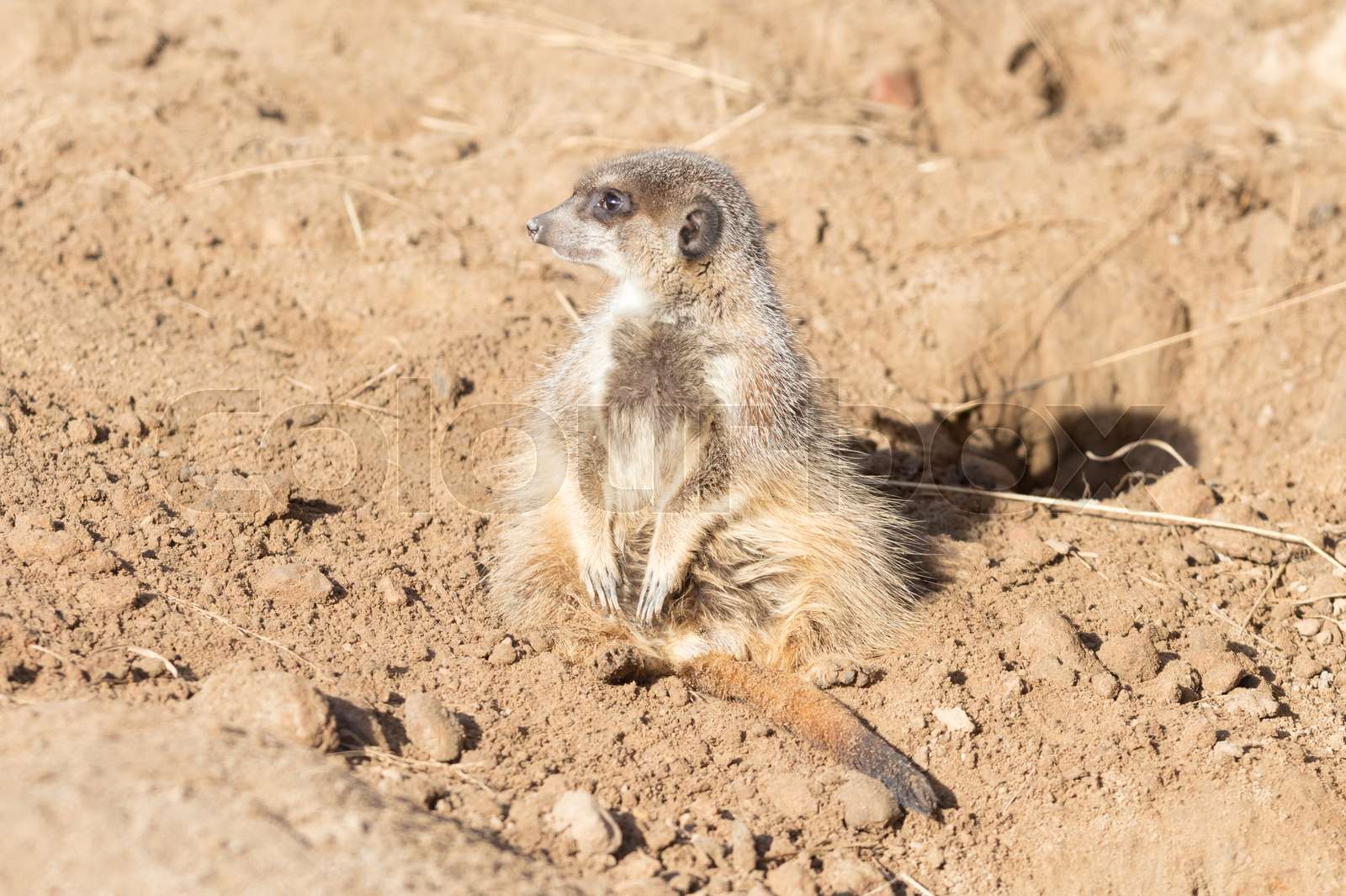 Meerkat on guard duty | Stock image | Colourbox