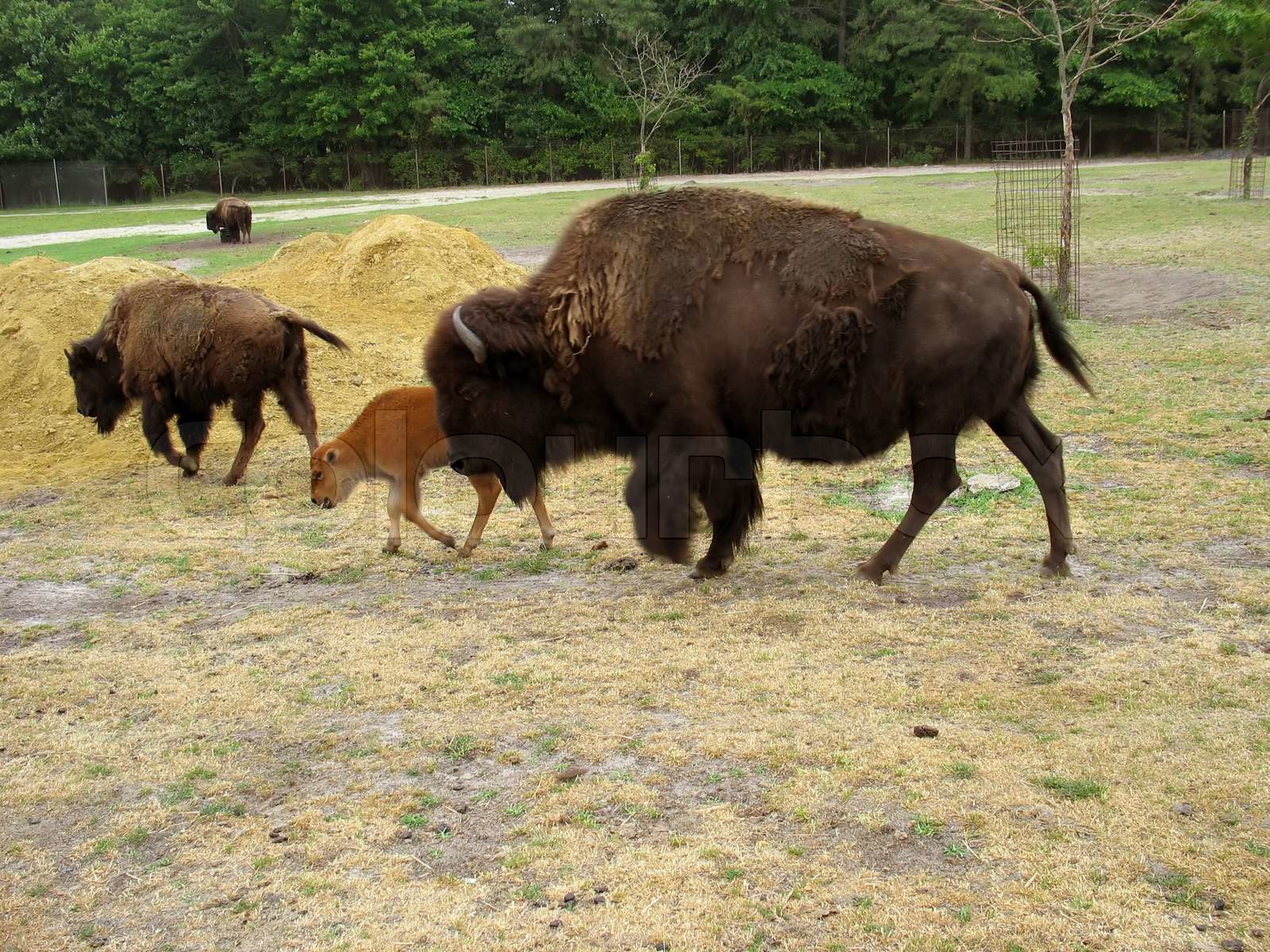 Buffalo Bison Family | Stock image | Colourbox