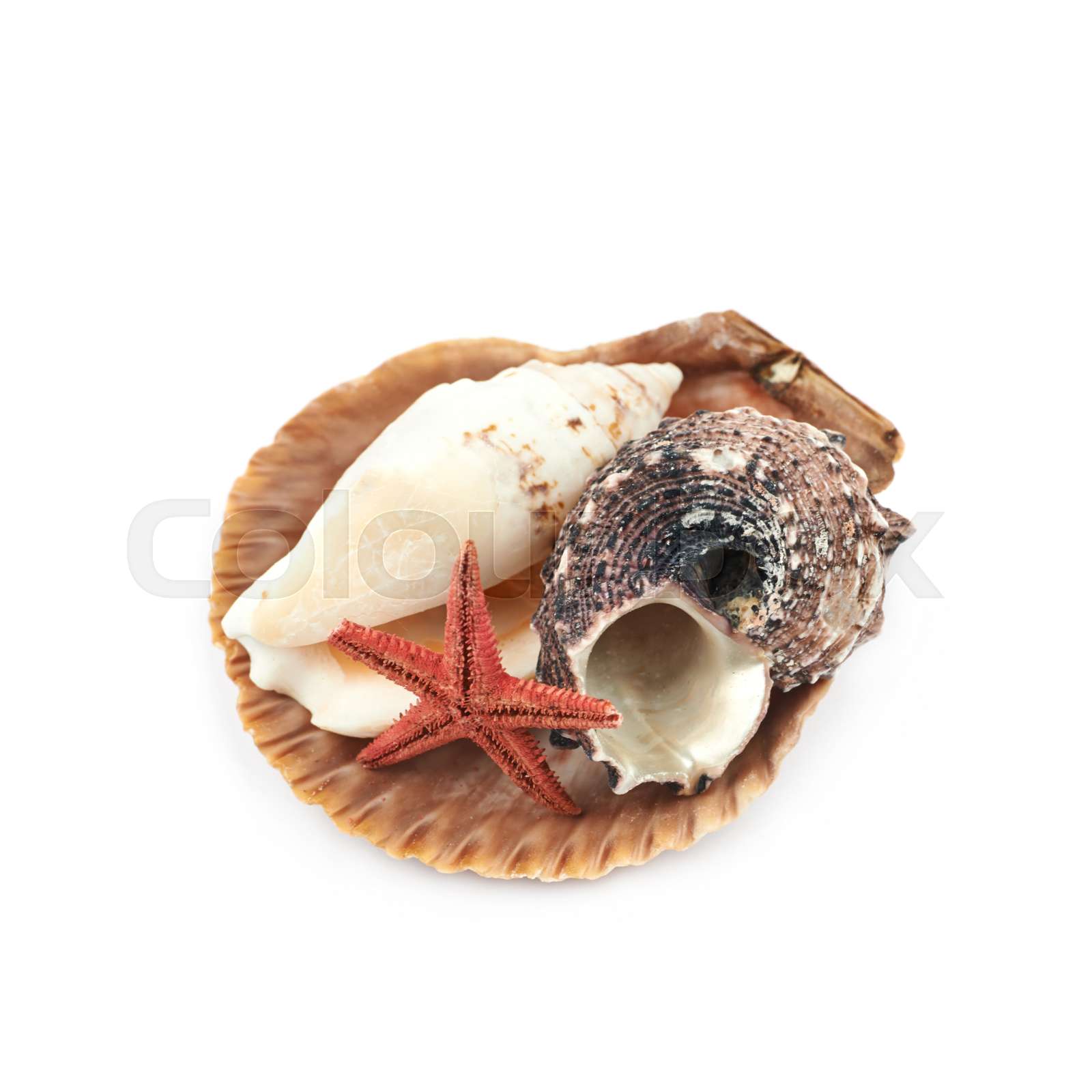 Pile of sea shells isolated | Stock image | Colourbox