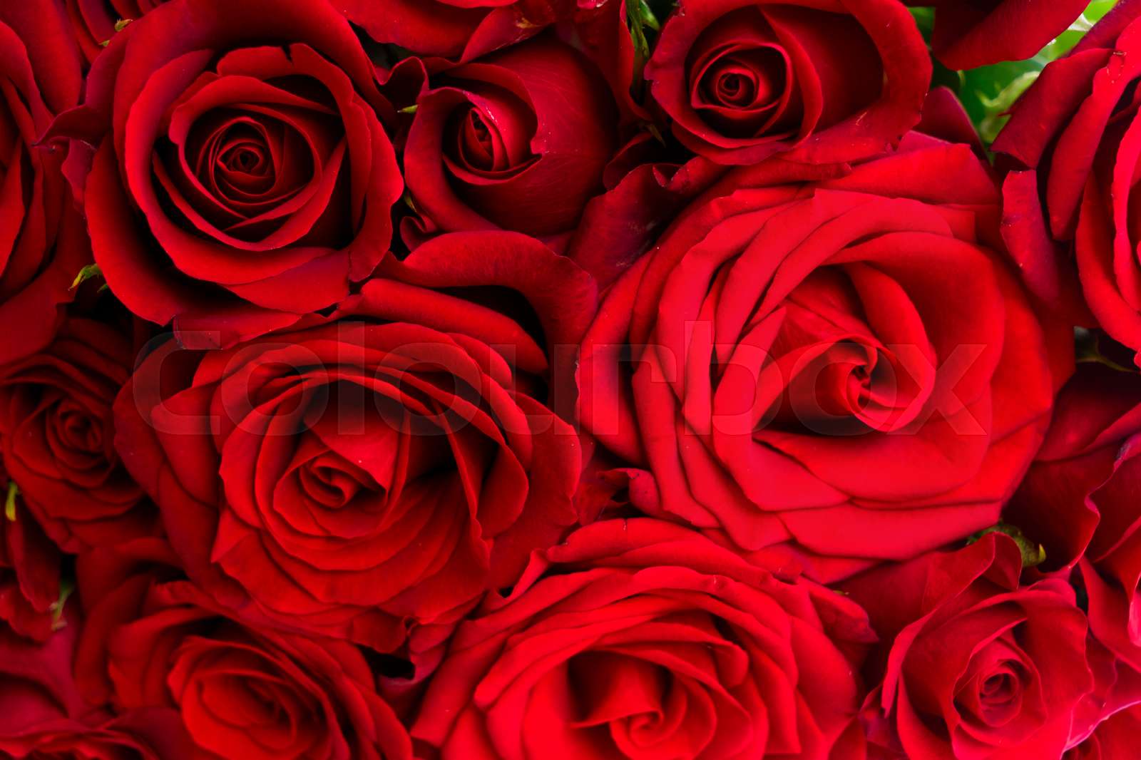 bouquet of dark red roses | Stock image | Colourbox