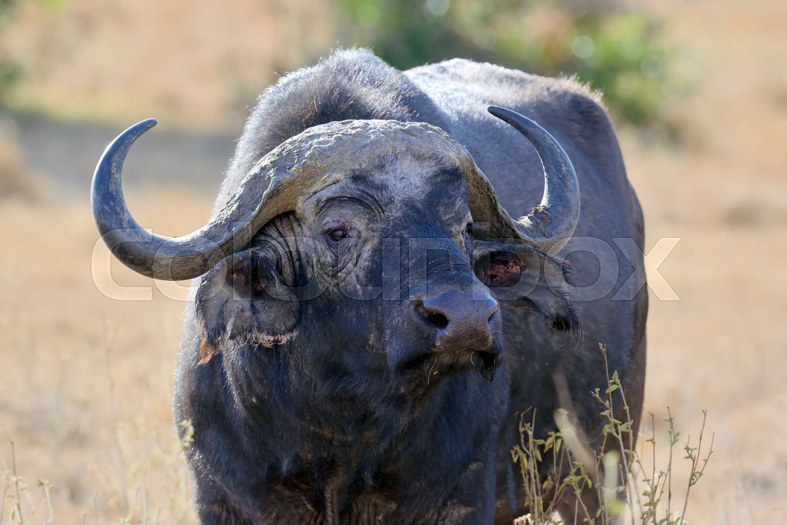 Wild African buffalo bull | Stock image | Colourbox
