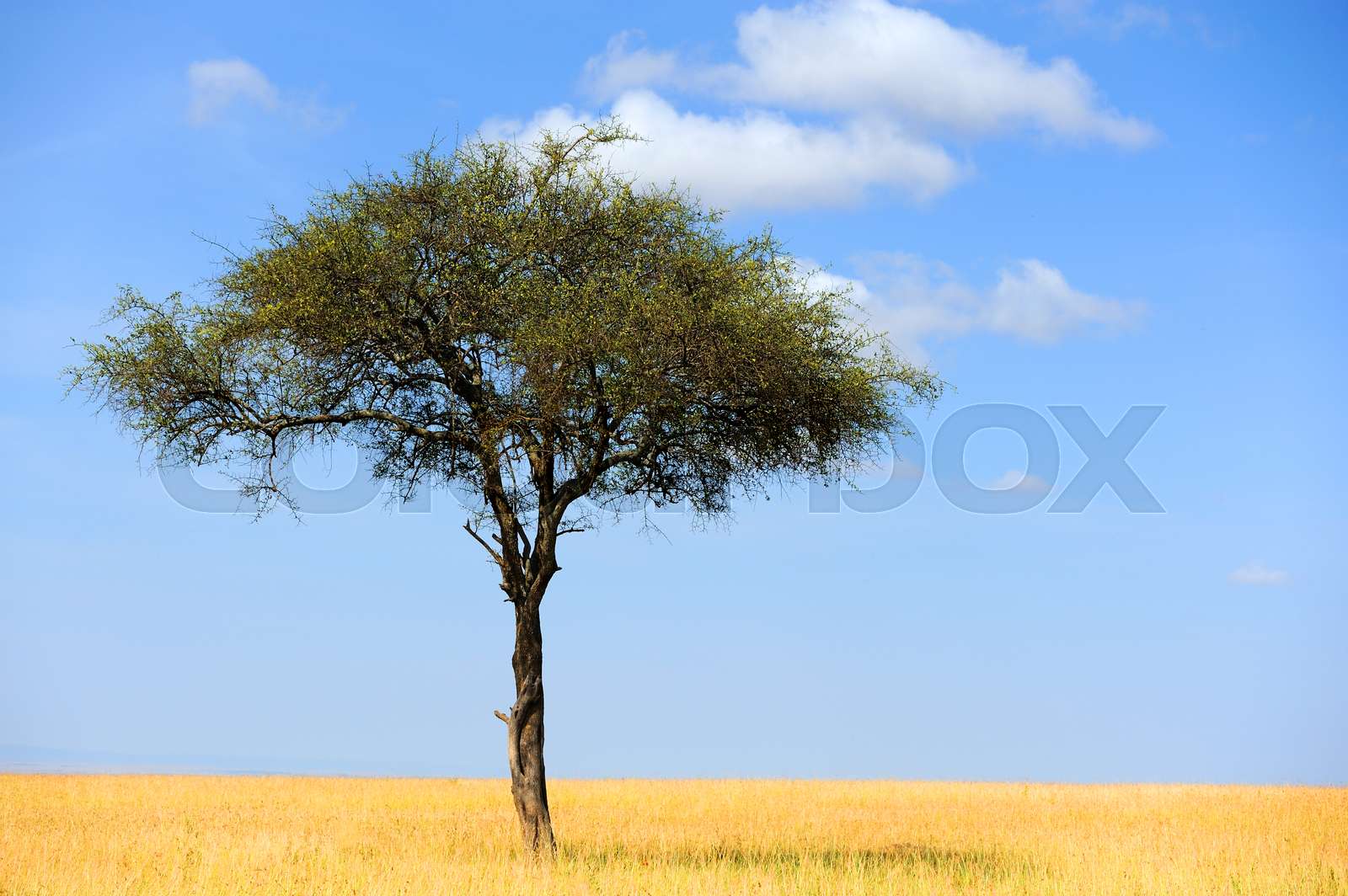 Landscape with tree in Africa | Stock image | Colourbox