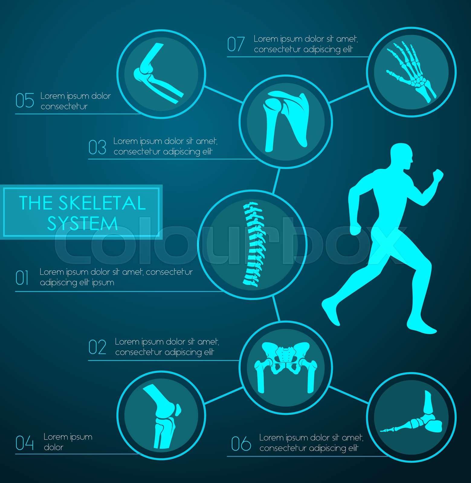 Medical infographic of human skeletal system | Stock vector | Colourbox