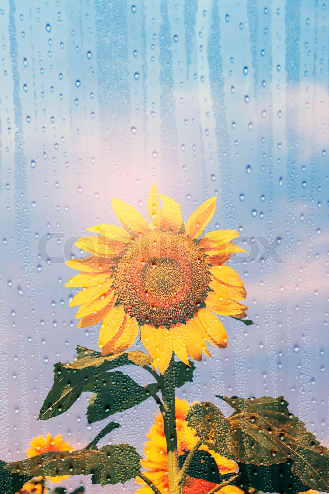 Sunflower in the rain. | Stock image | Colourbox